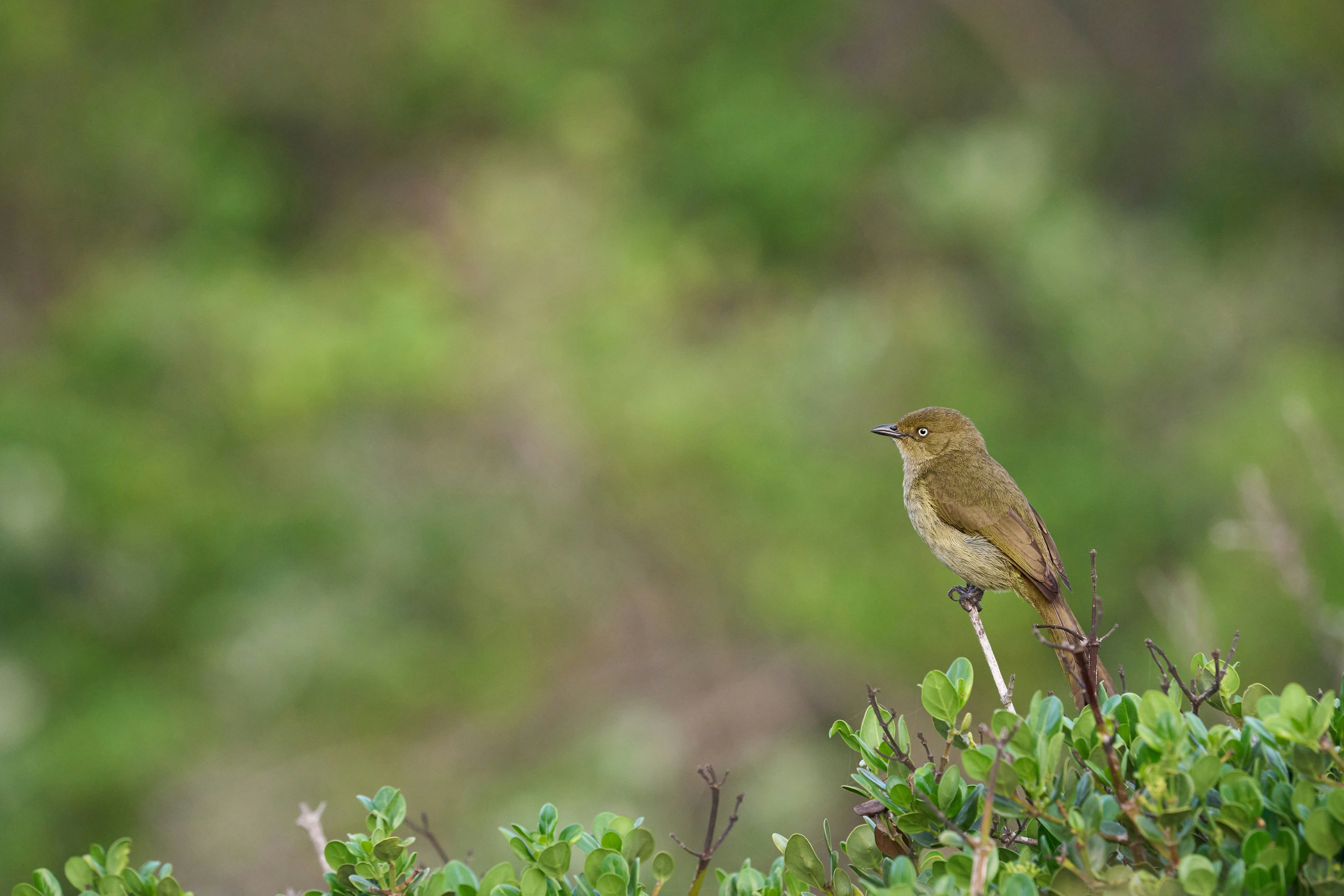 Perched Silence: A Small Songbird on a Quiet Hedge