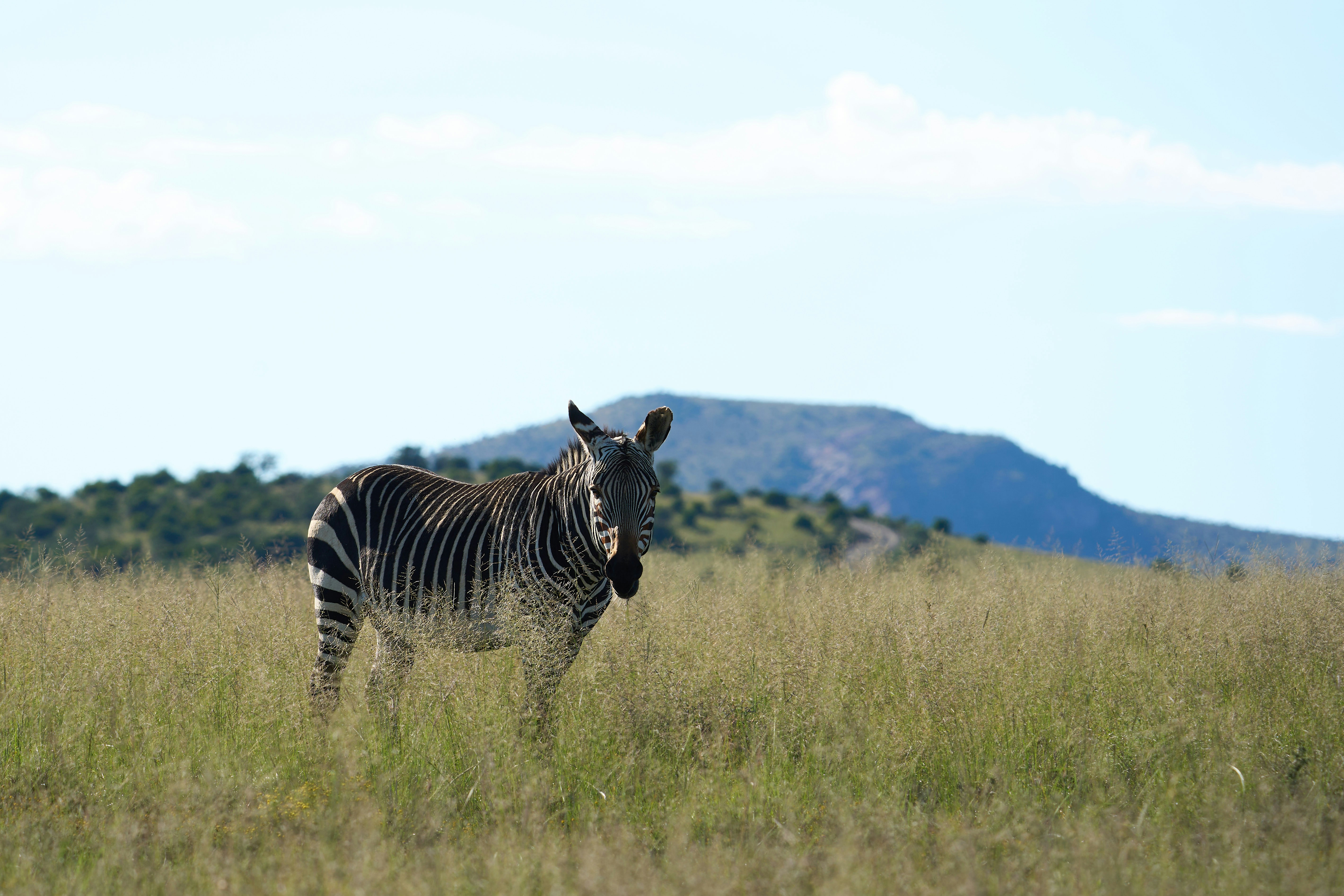 Zebra at the Edge: Grasses, Hills, and Open Sky