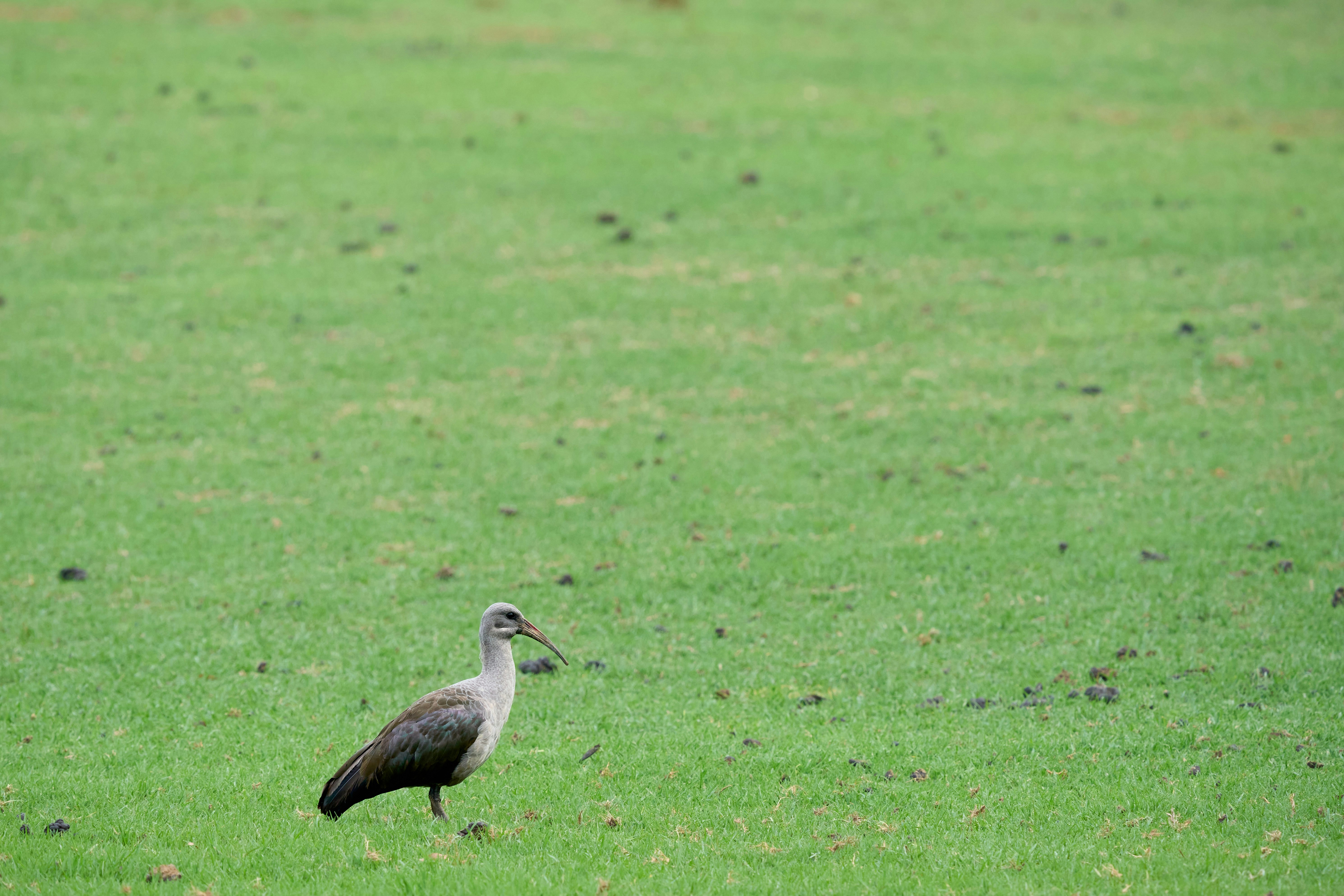 Stilted Watch: A lone Ibis on a Spring Field