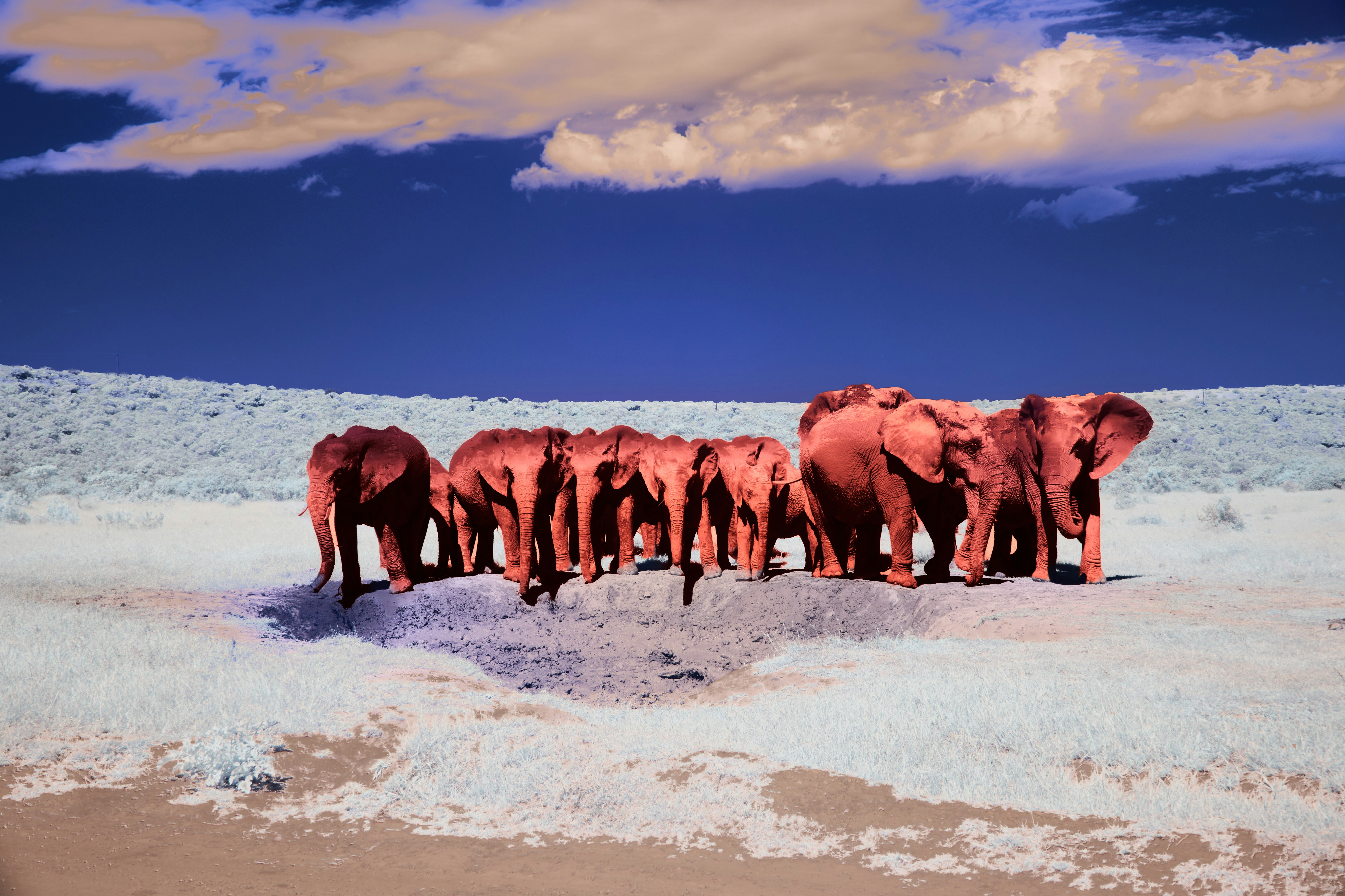 Herd of Elephants Crossing a Tinted Landscape
