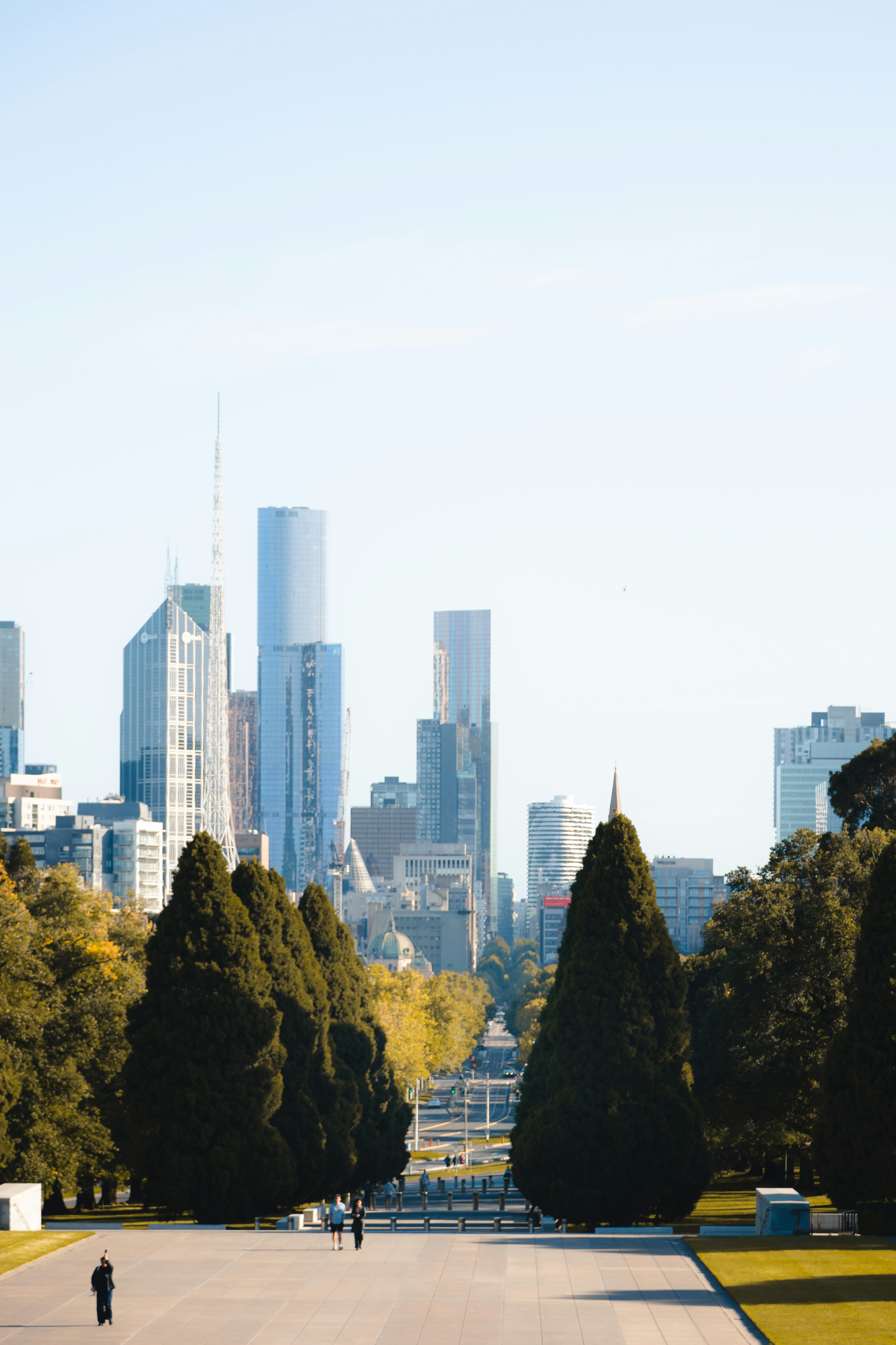 Avenues of Light: City Skyline Beyond a Tree-Lined Promenade
