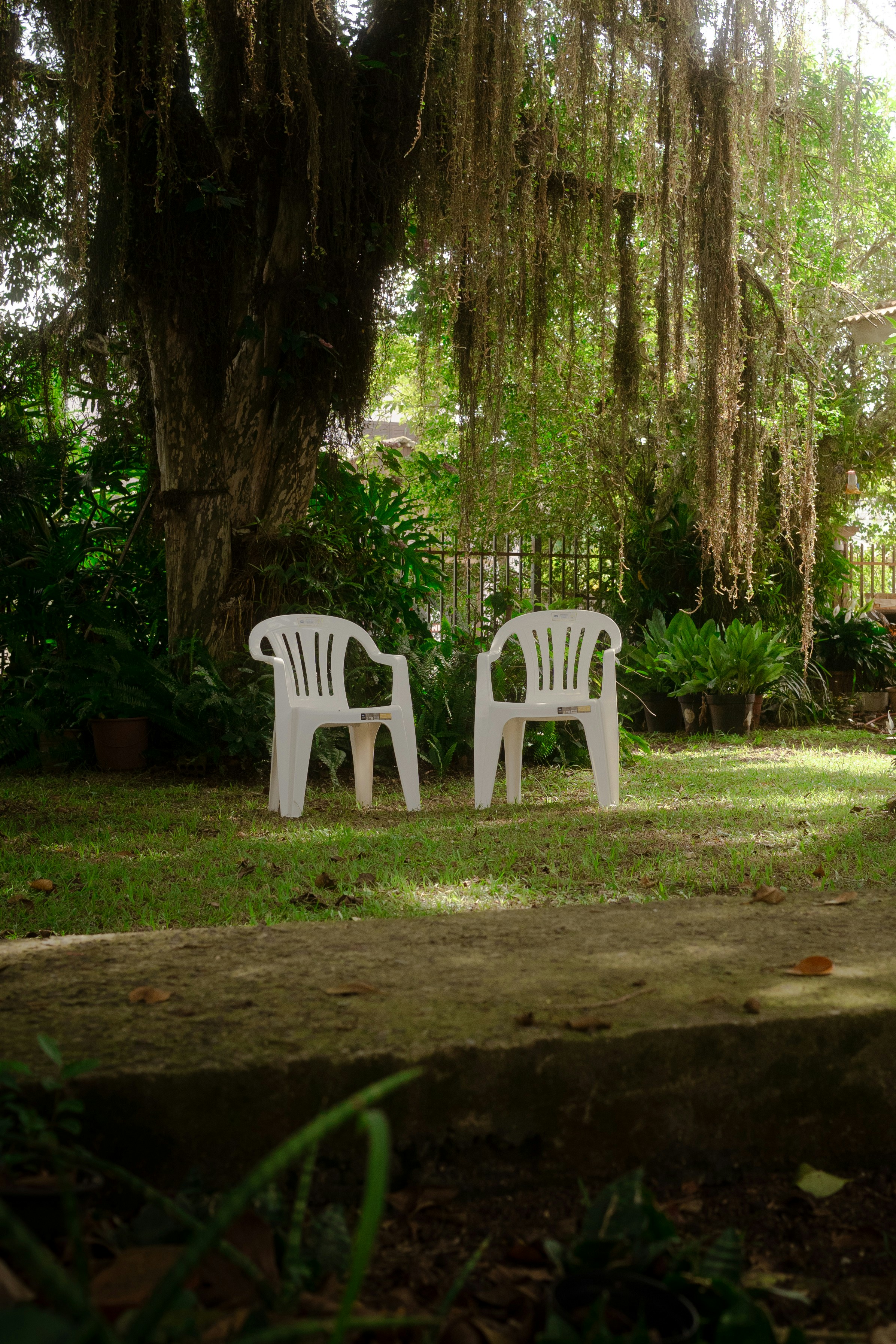 Two White Chairs Beneath a Hanging Moss Tree in a Quiet Garden