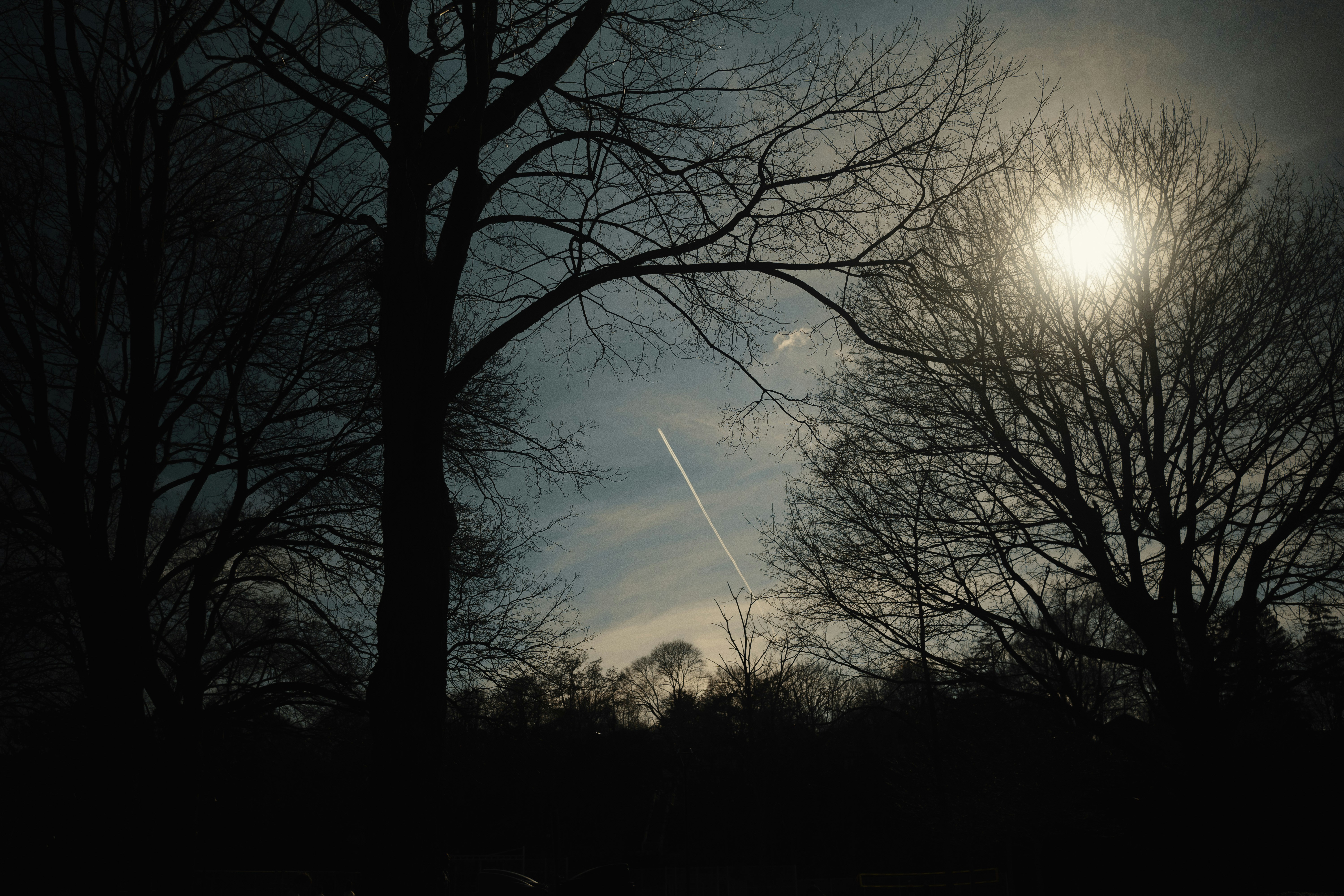 Meteor Trail Through a Silhouette Forest at Dusk