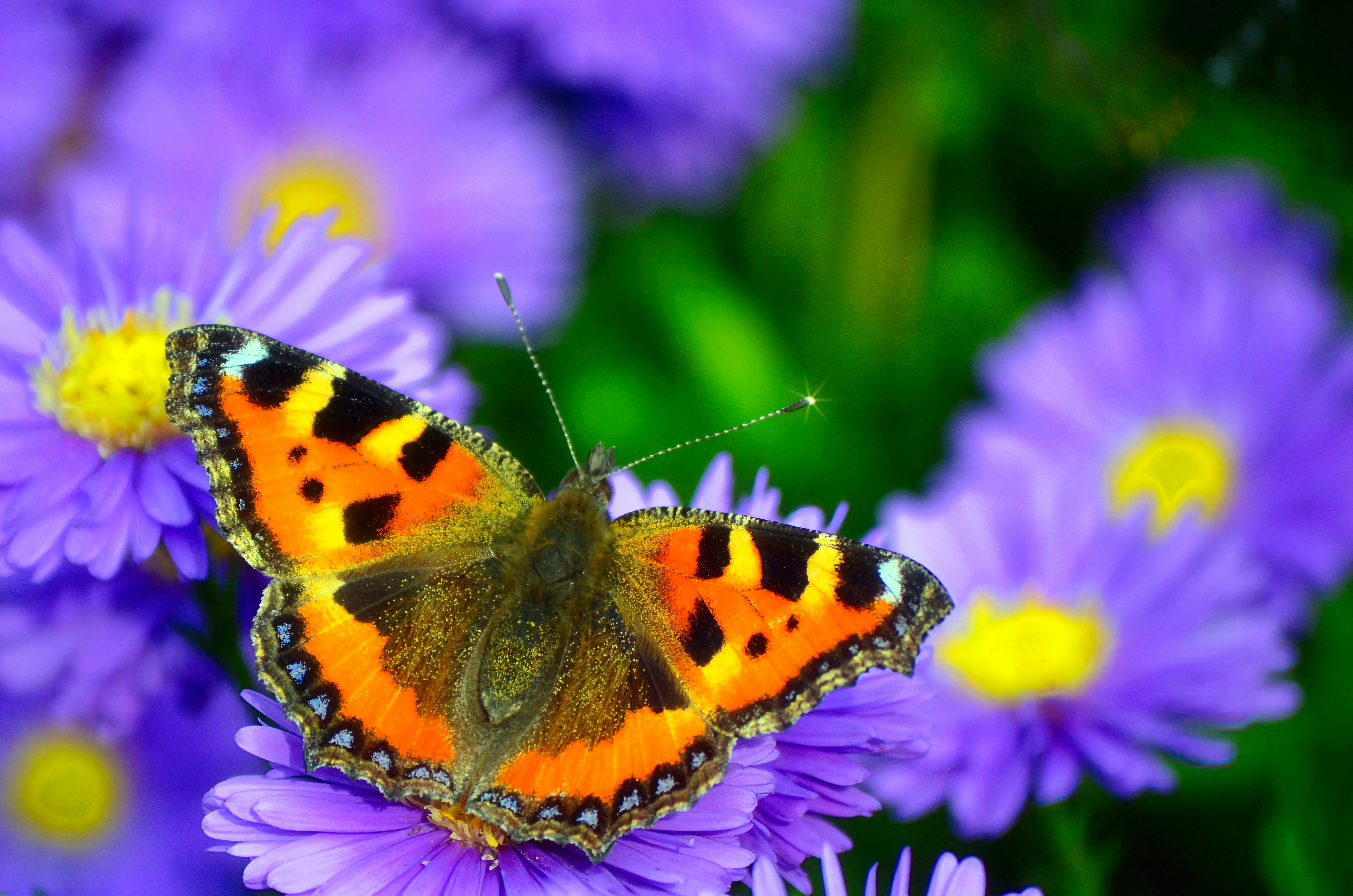 Vivid Orange Butterfly Resting on Purple Aster Bloom