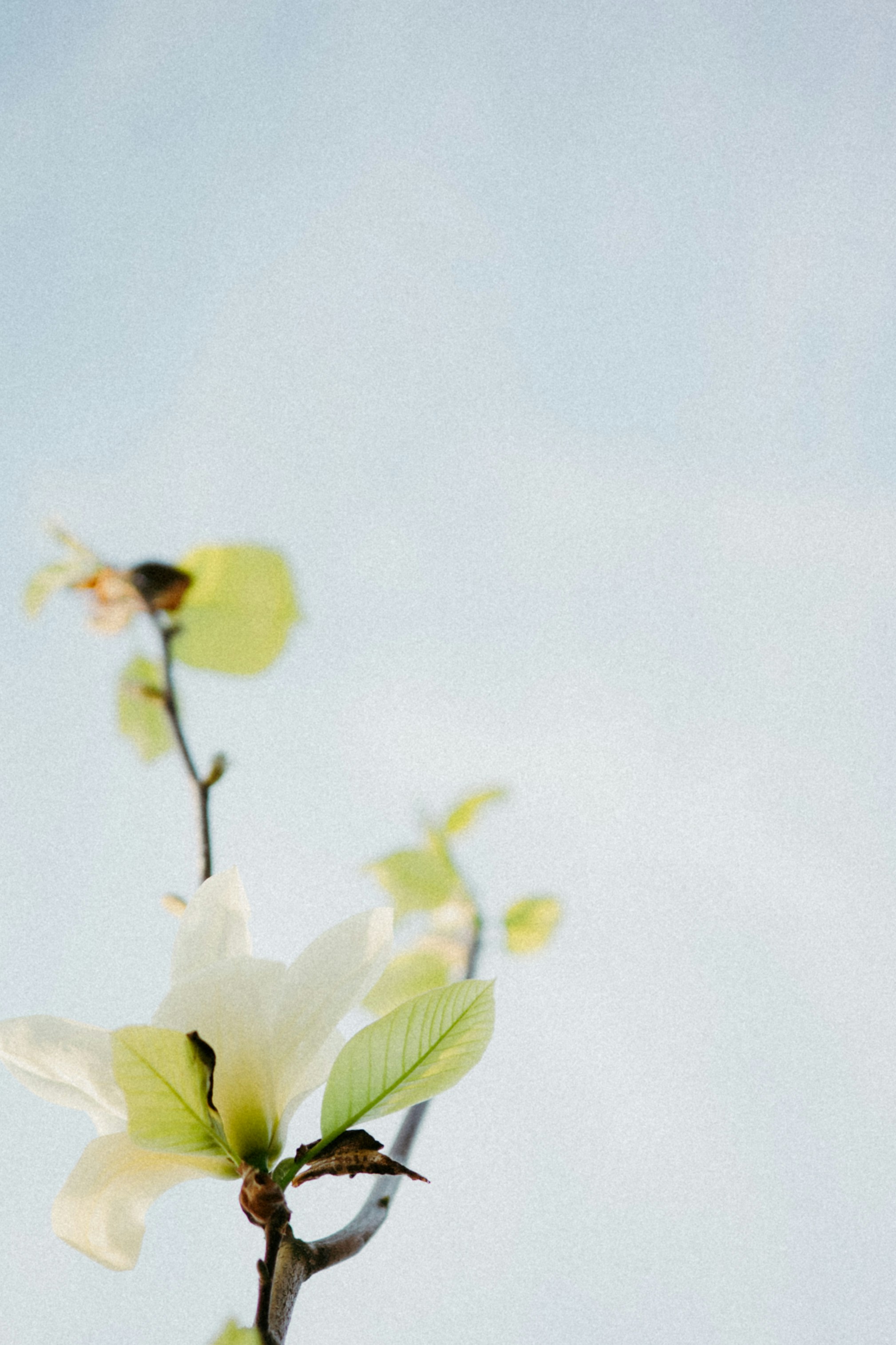 A delicate white magnolia flower with green leaves.