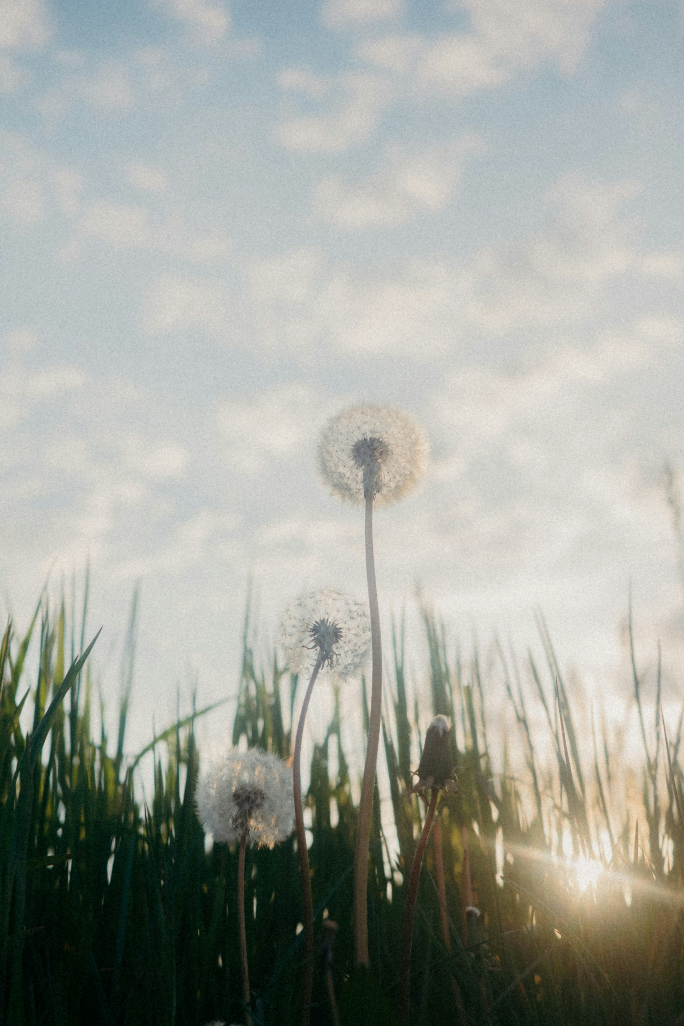 Dandelion Sentinels: Sunlit Field Pressing Through Morning haze