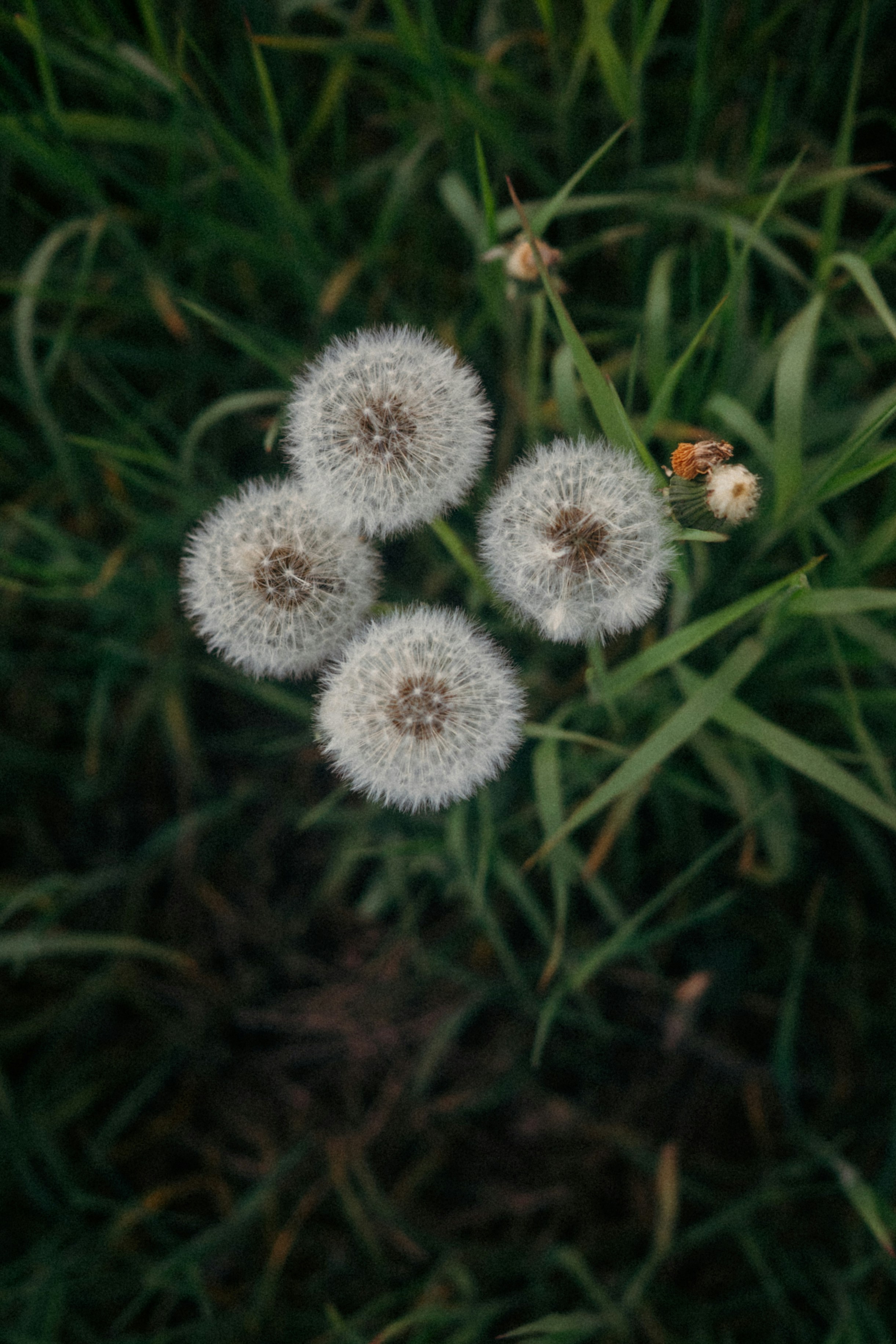 Four Seed Heads in Soft Focus Field