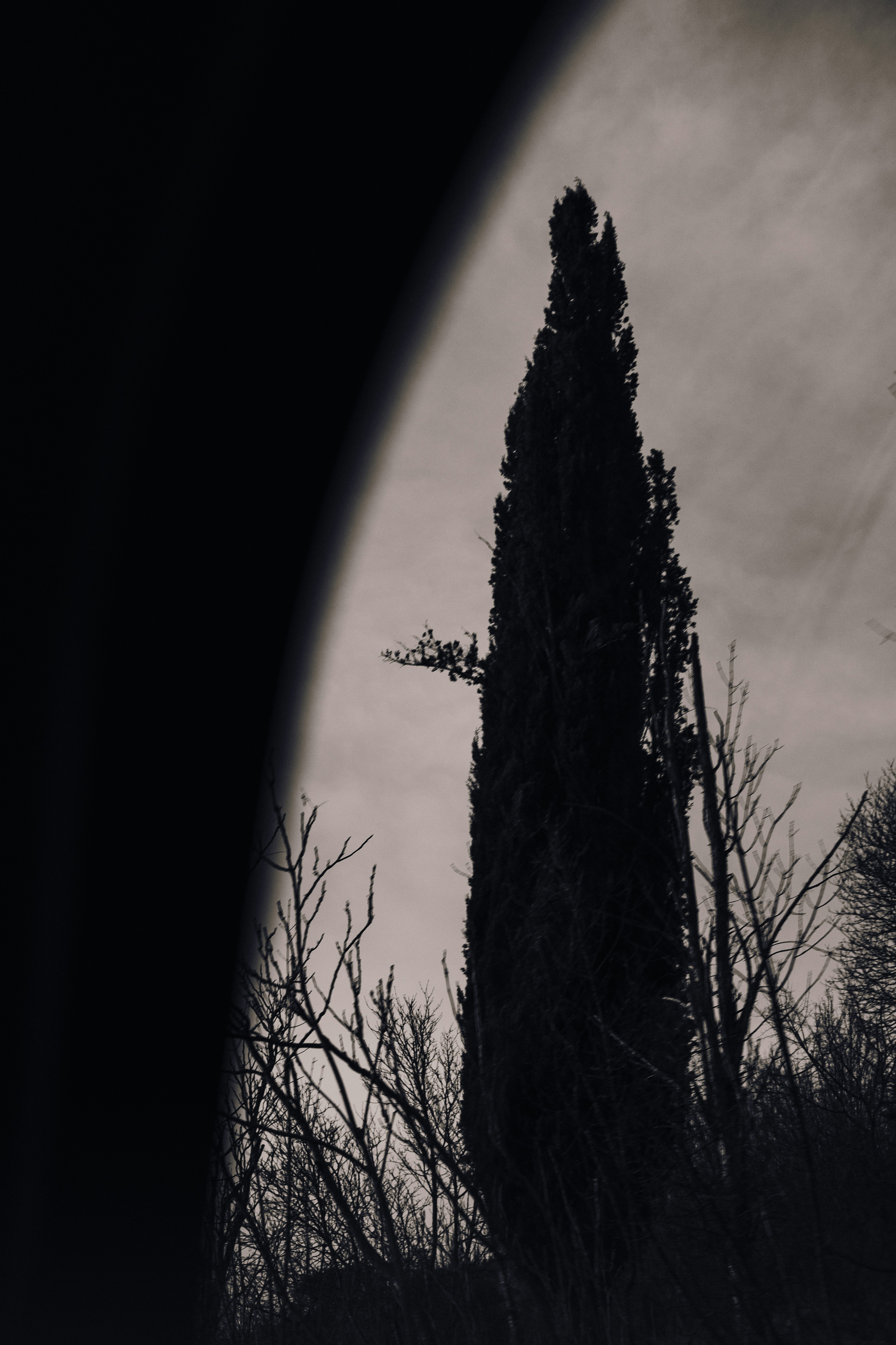 Iris of Silence: A Tall Cypress Crowned by Twilight Shadows