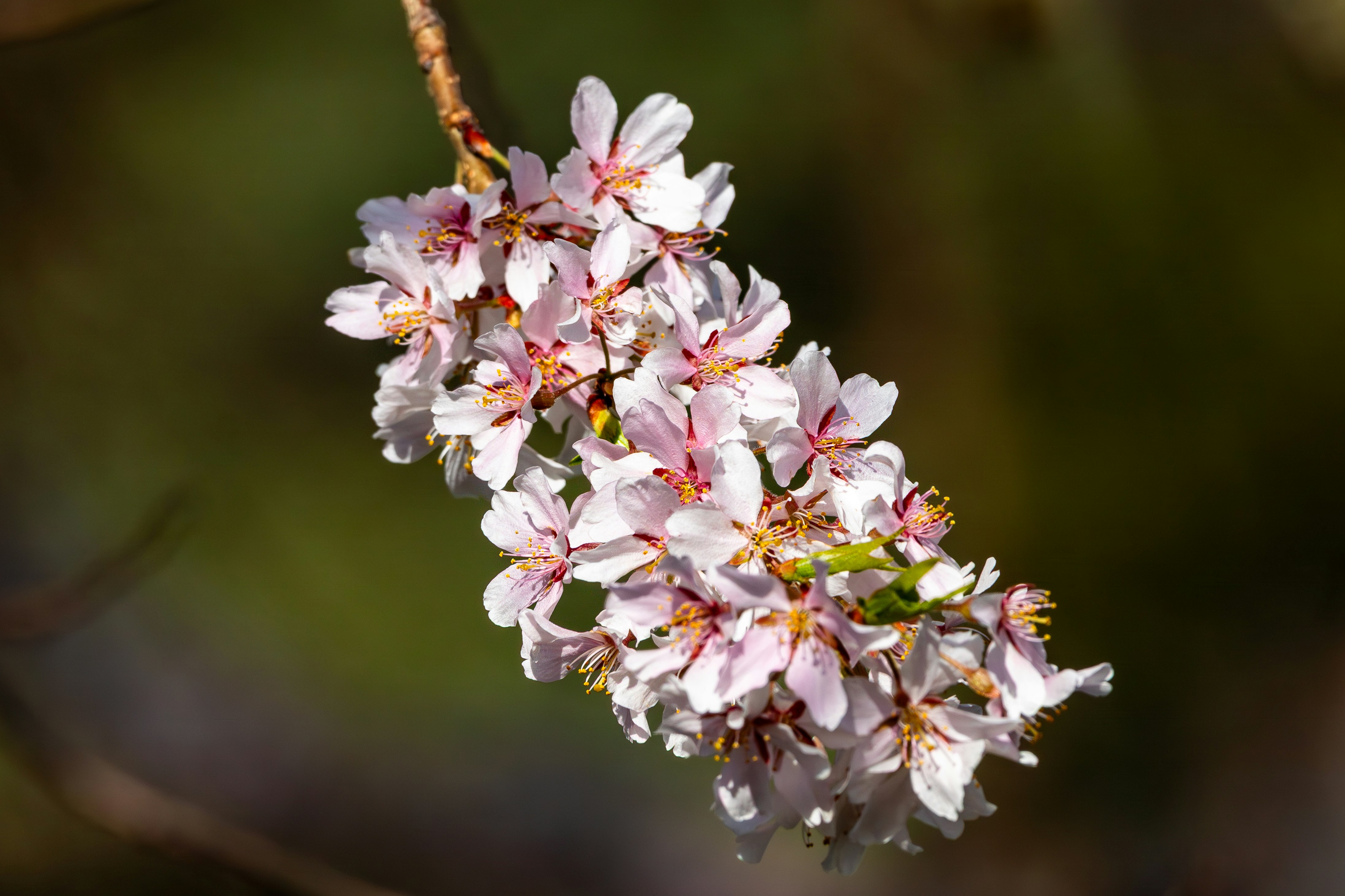 Cherry Blossom Spike: A Close-Up of Delicate Pink Clusters