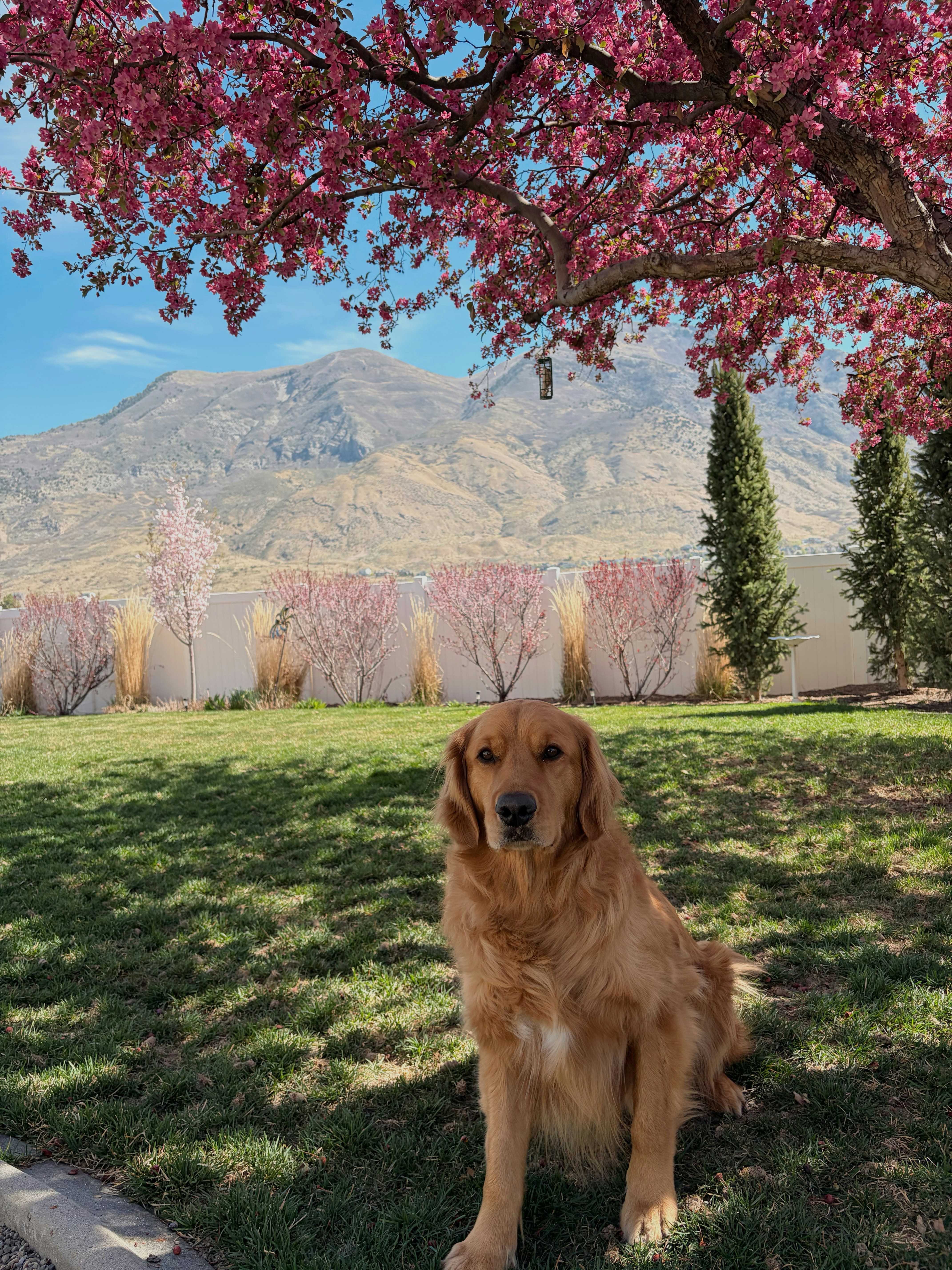 Golden Retriever under Blush Sakura Canopy with Mountain Backdrop