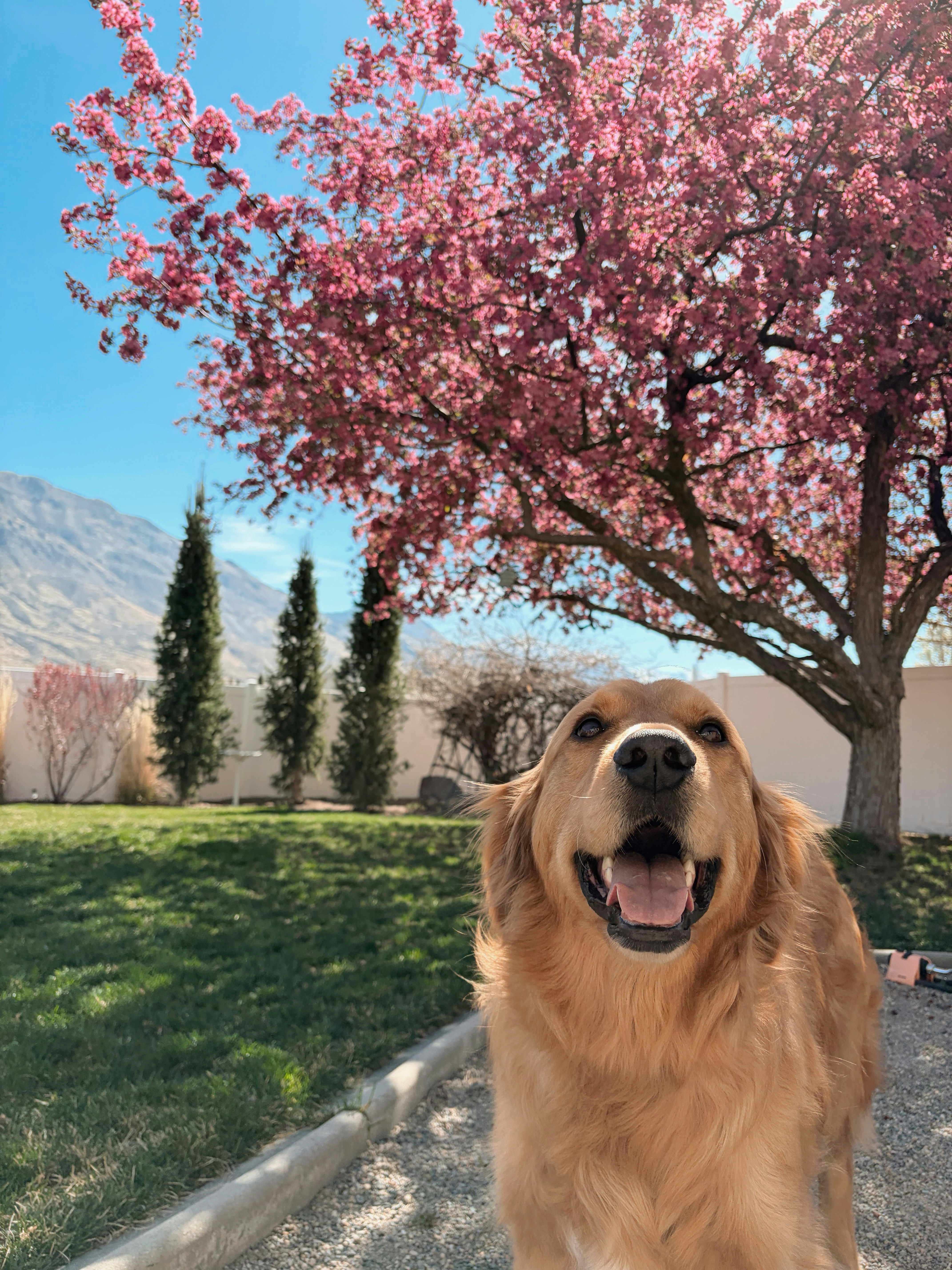 Golden Retriever under a Blooming Cherry: Joy in a Sunlit Yard