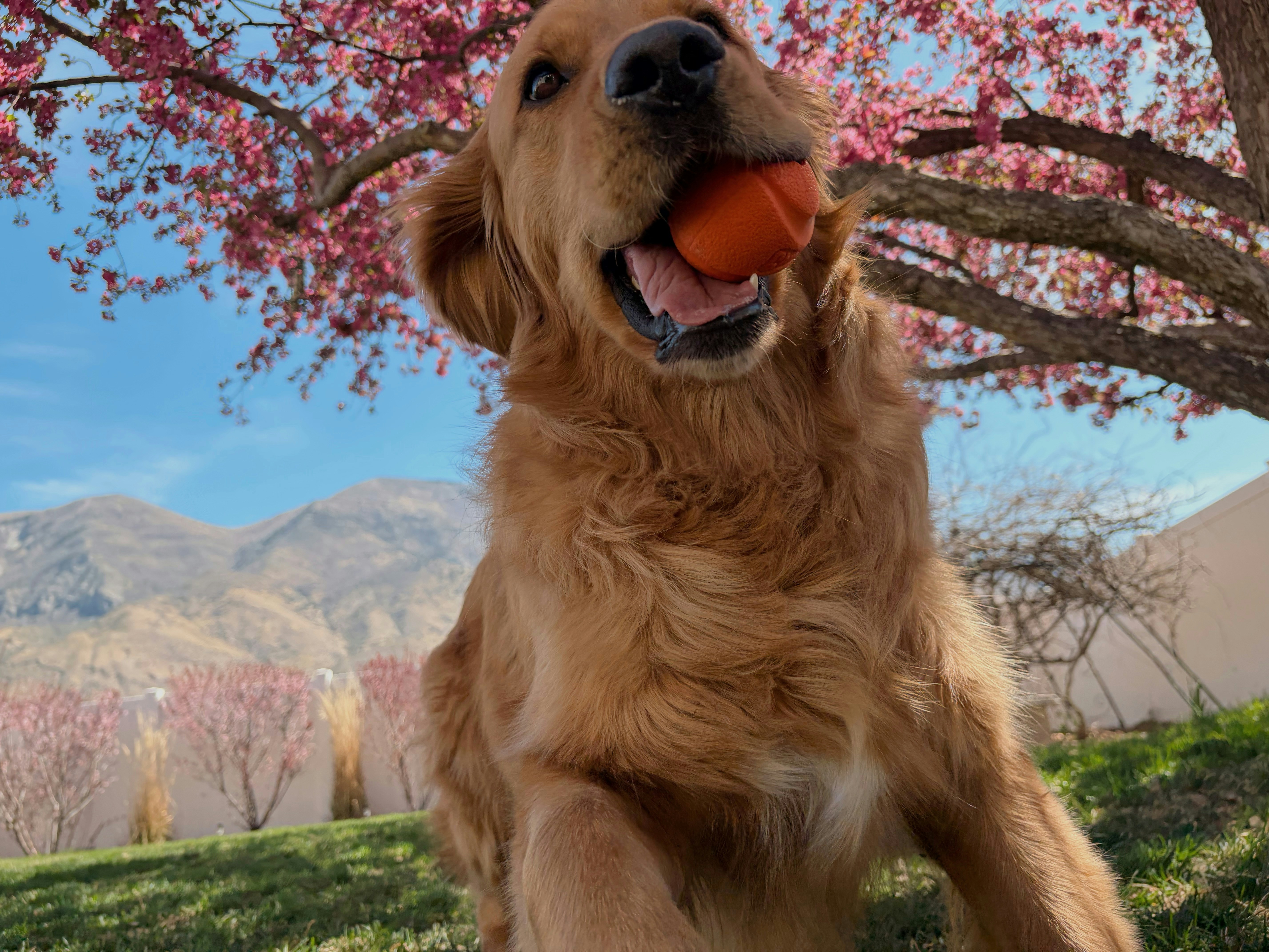 Golden Retriever with Orange Ball under Blossoming Pink Trees