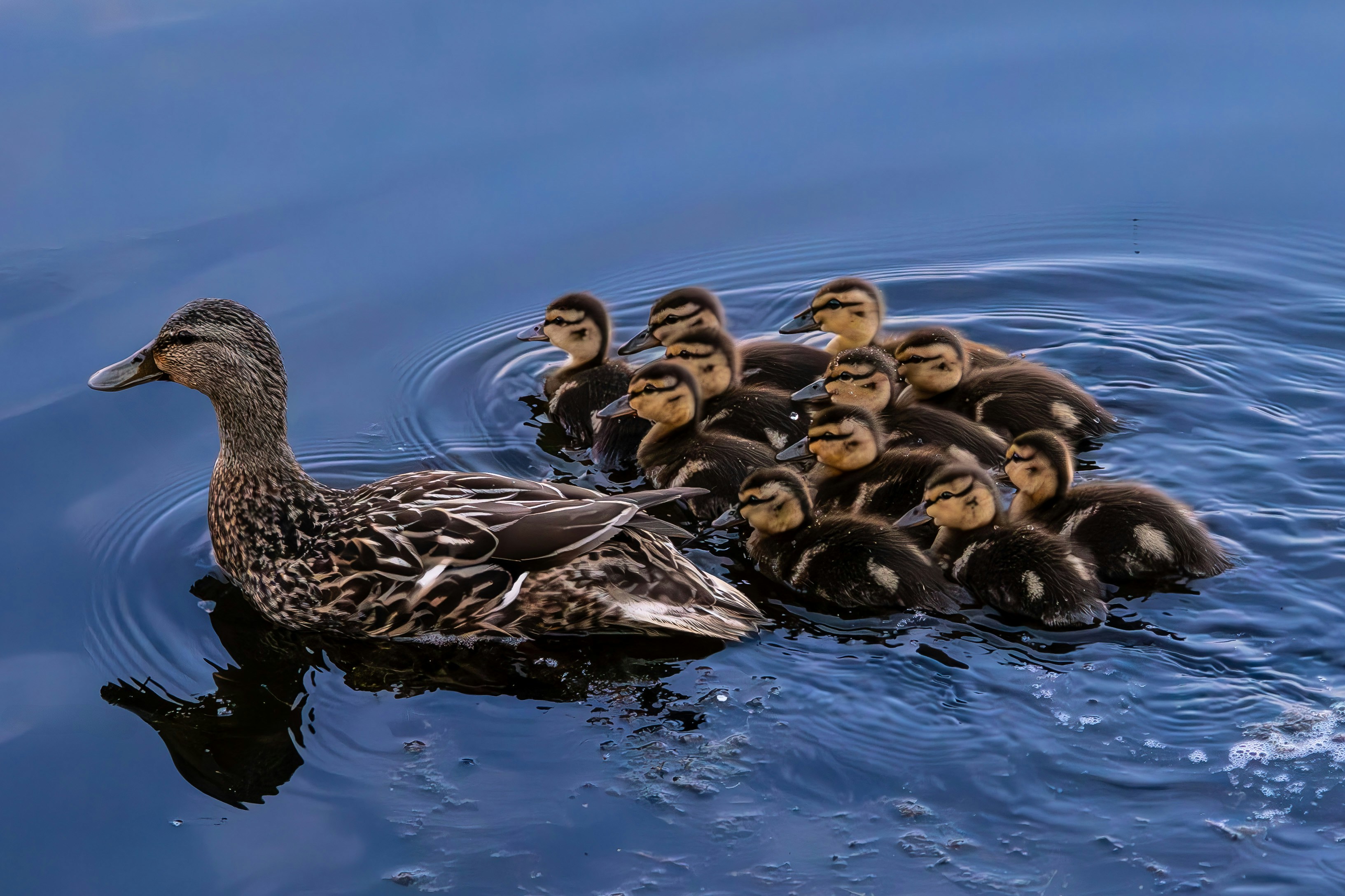 Mother Mallard Leads a Waddle of Duckling Hatchlings Across Calm Blue Waters