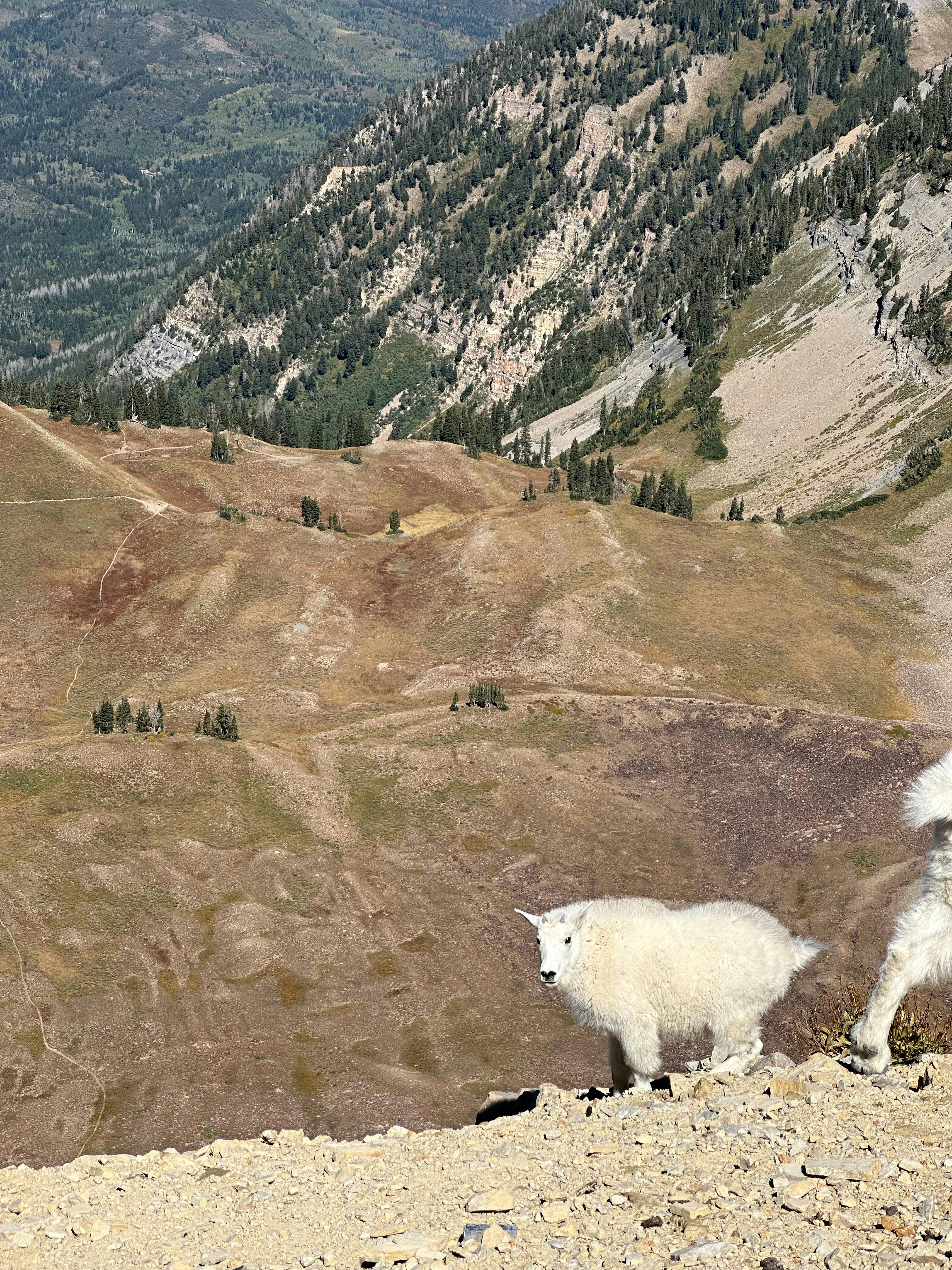 Snowy Yak at the Rim: A Mountain Landscape Portrait