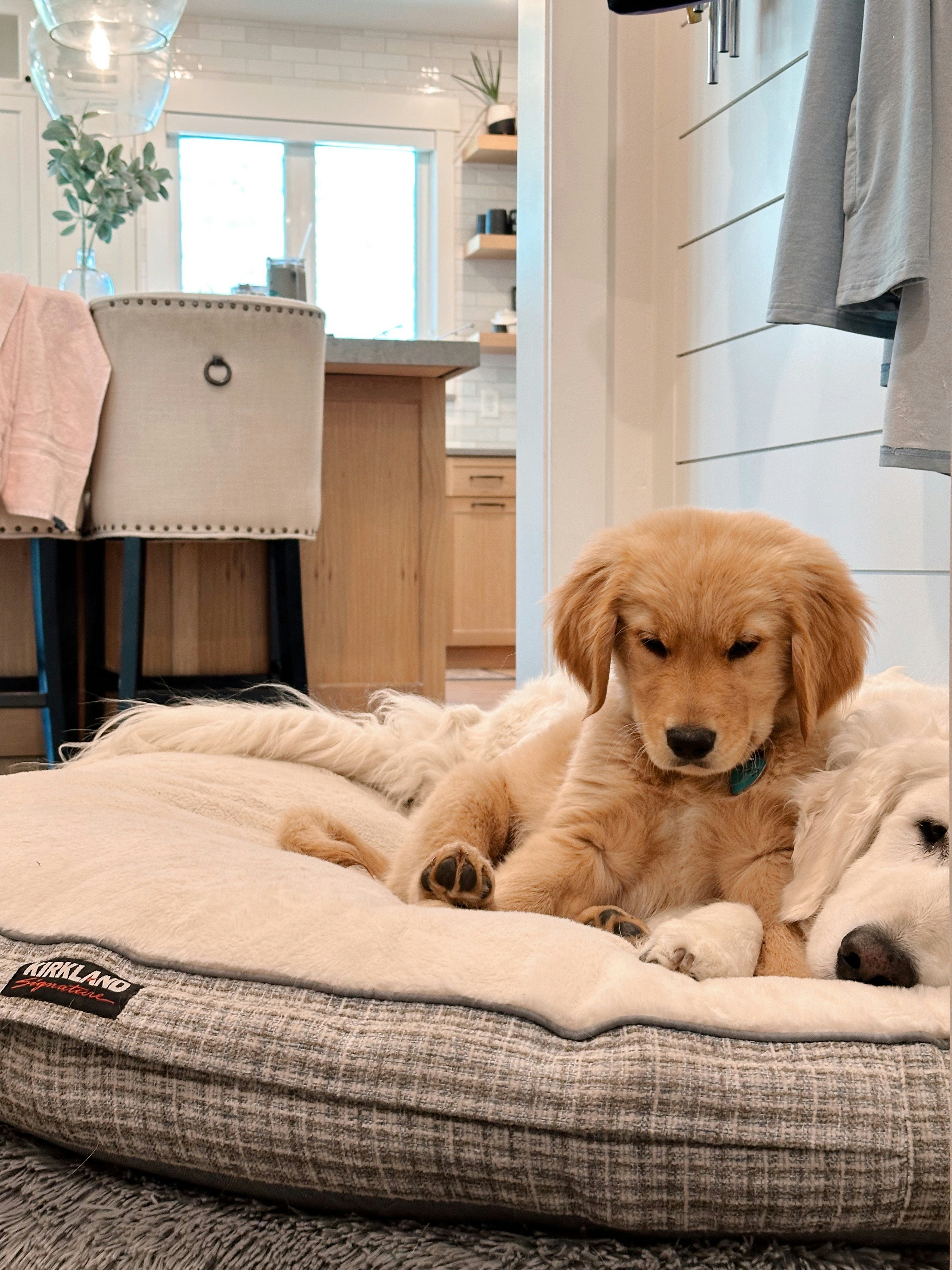 Golden Retriever Duo Resting on a Plush Dog Bed in a Bright Home