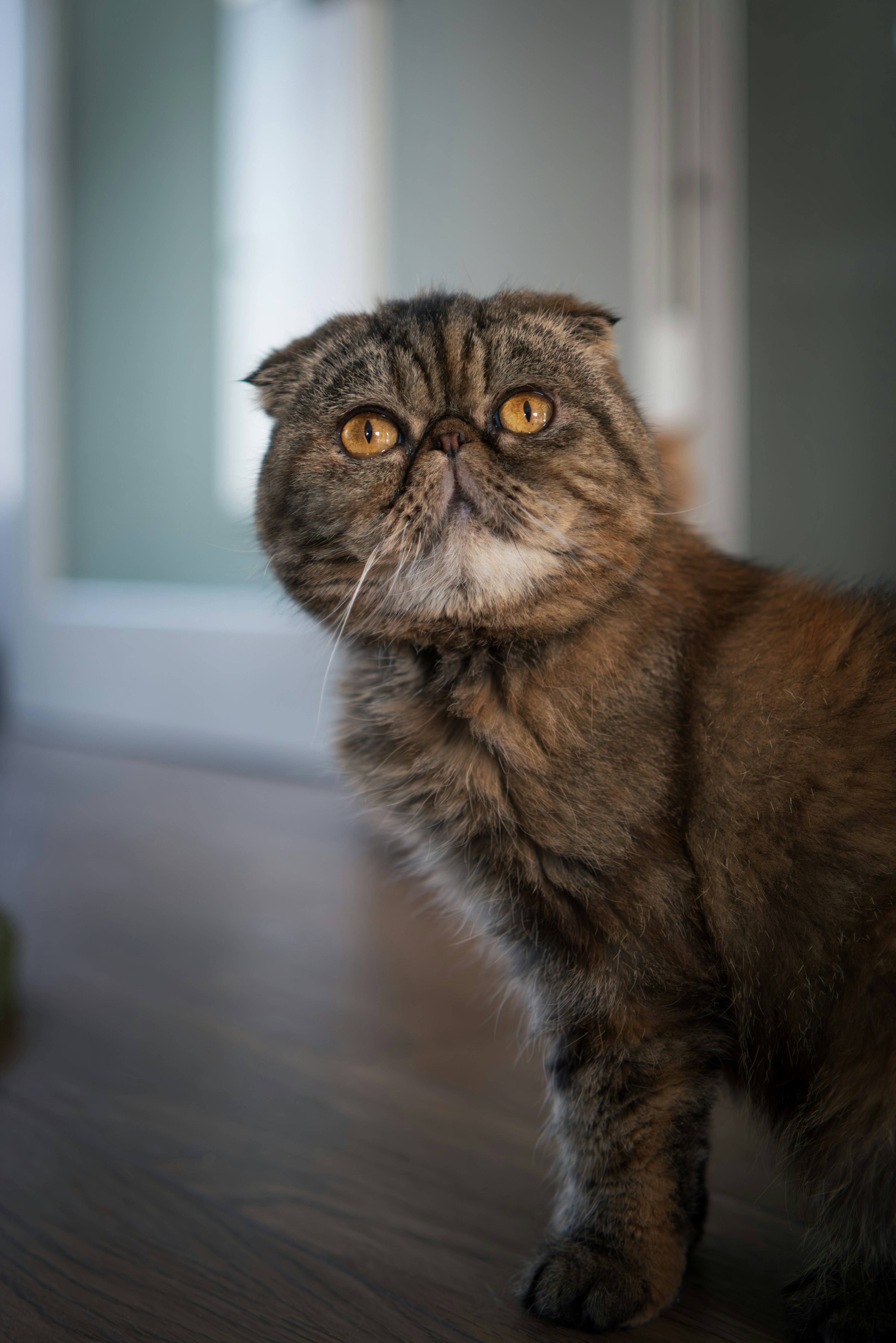 Amber-Gold Gaze: A Curious House Cat Stares Up