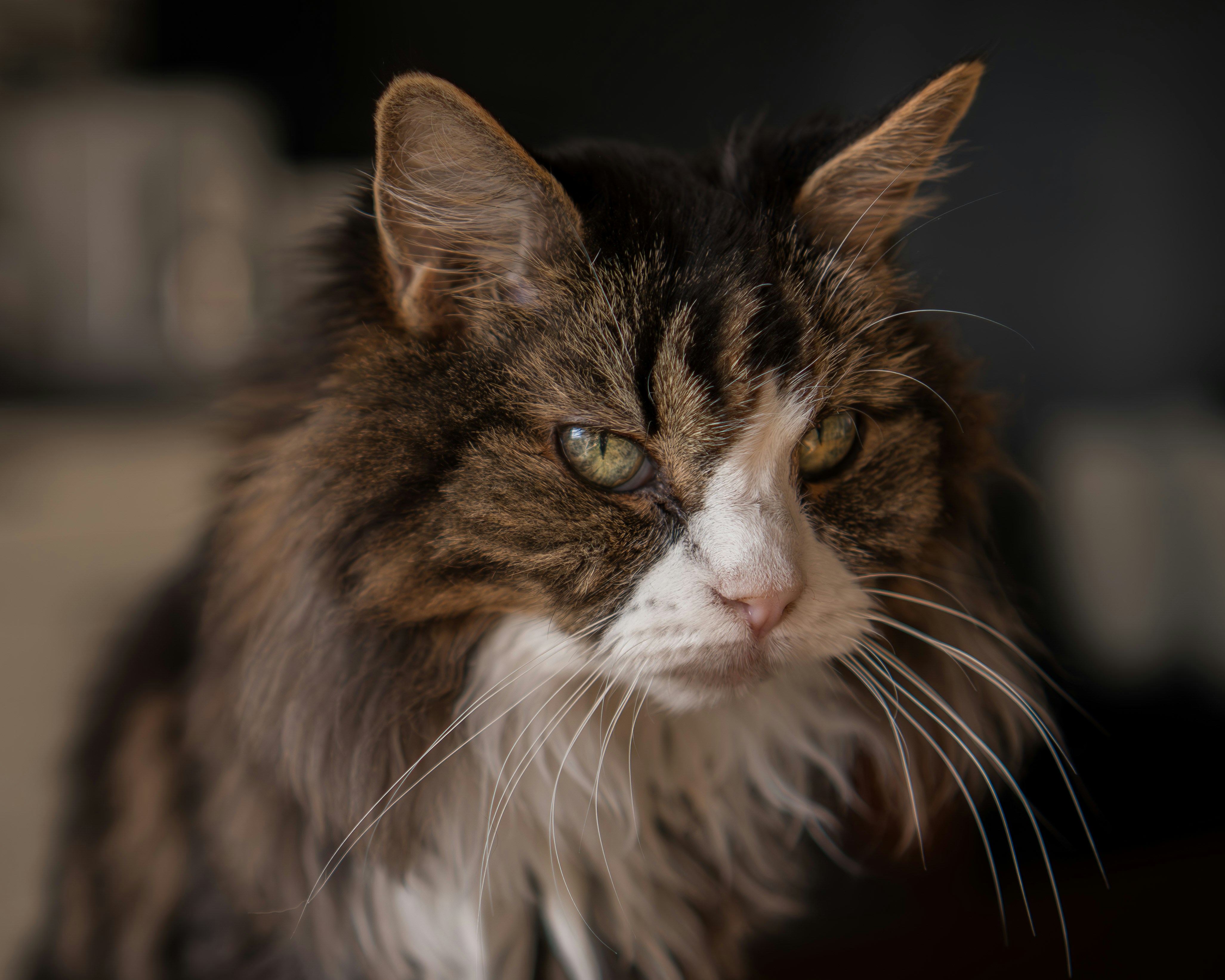 Regal Gazes: A Portrait of Cat Conscience
