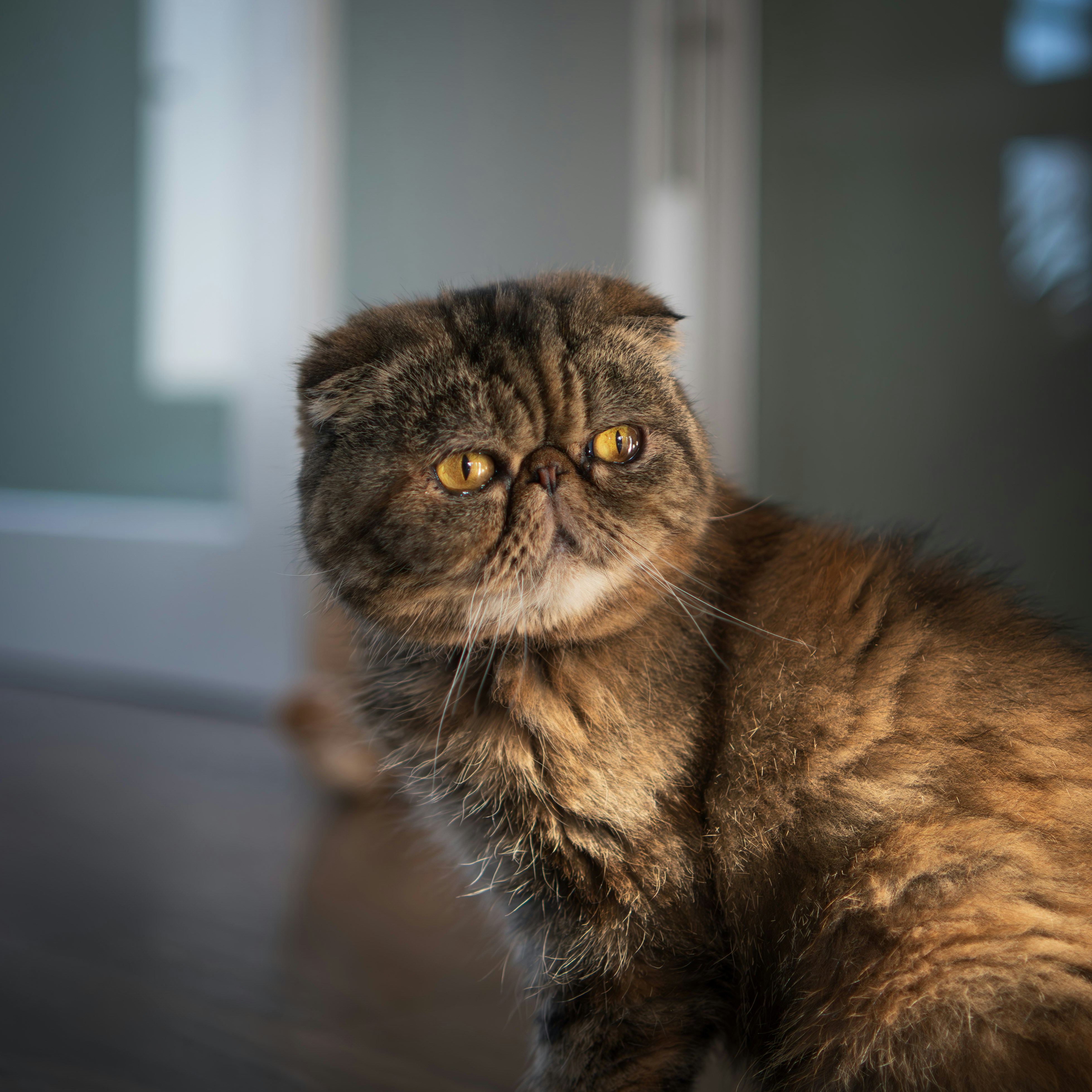 Portrait of a Persian Cat: Golden Gaze in a Modern Interior