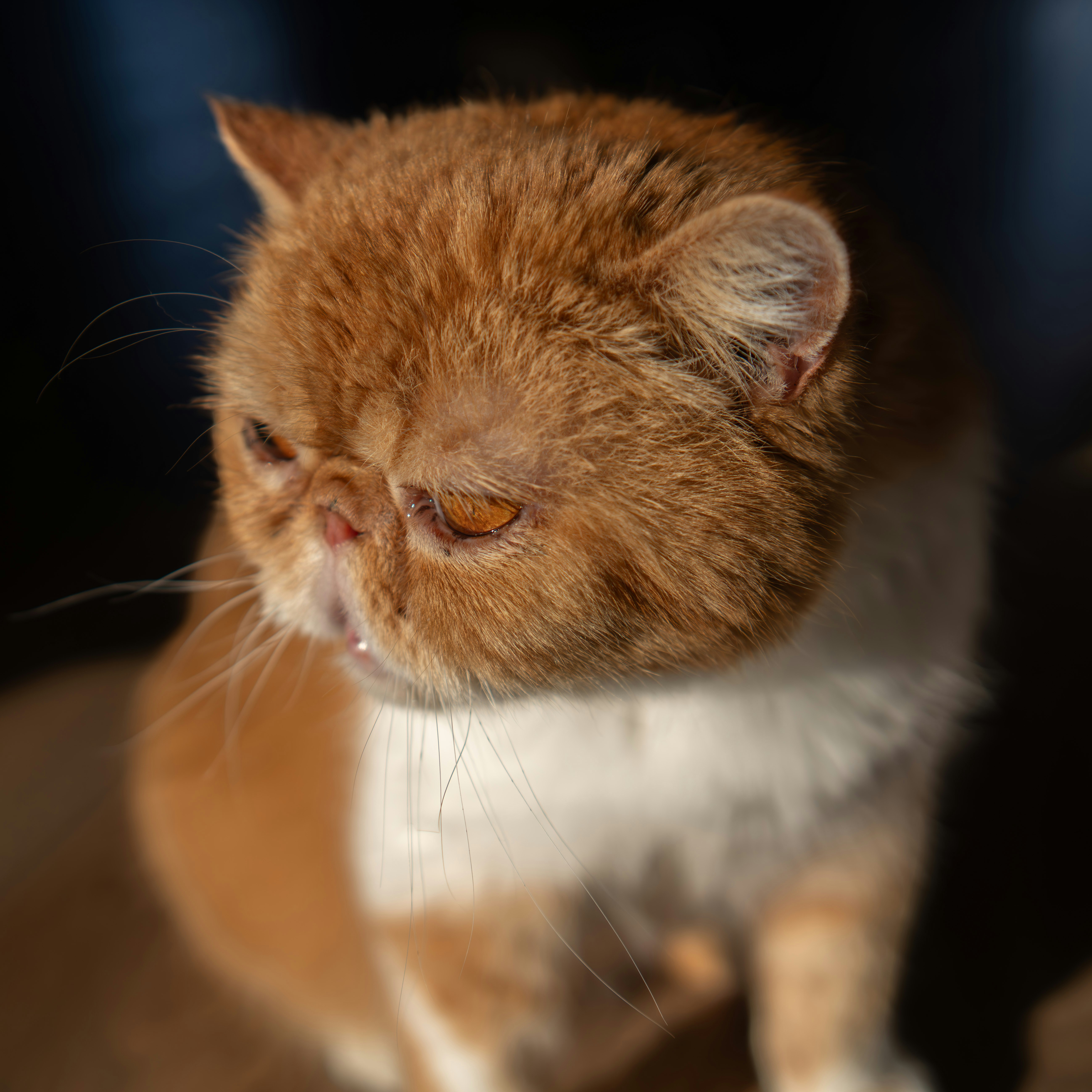 Golden-eyed Persian in Soft Backlight