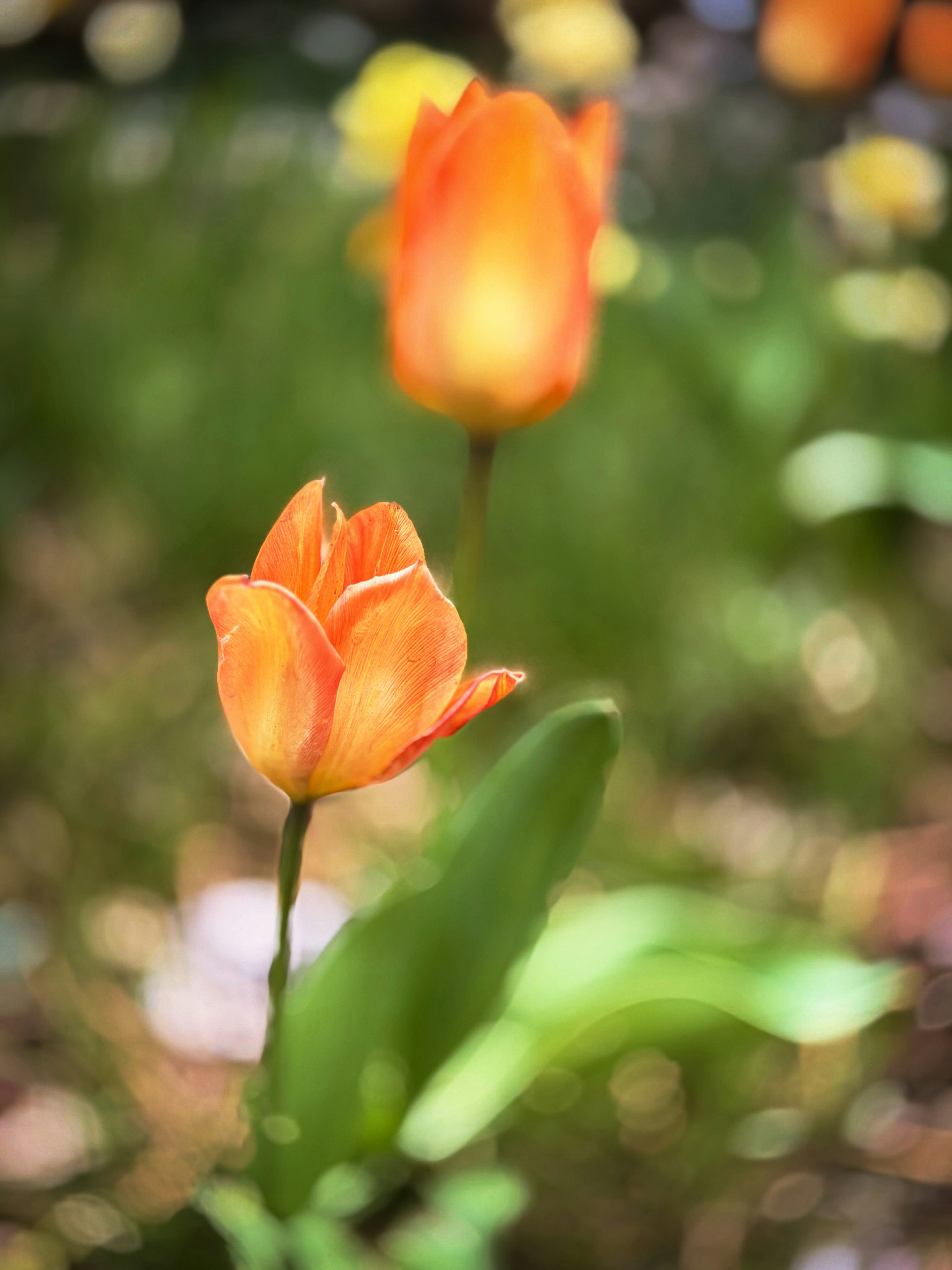 Orange Tulip in Soft Focus Bloom