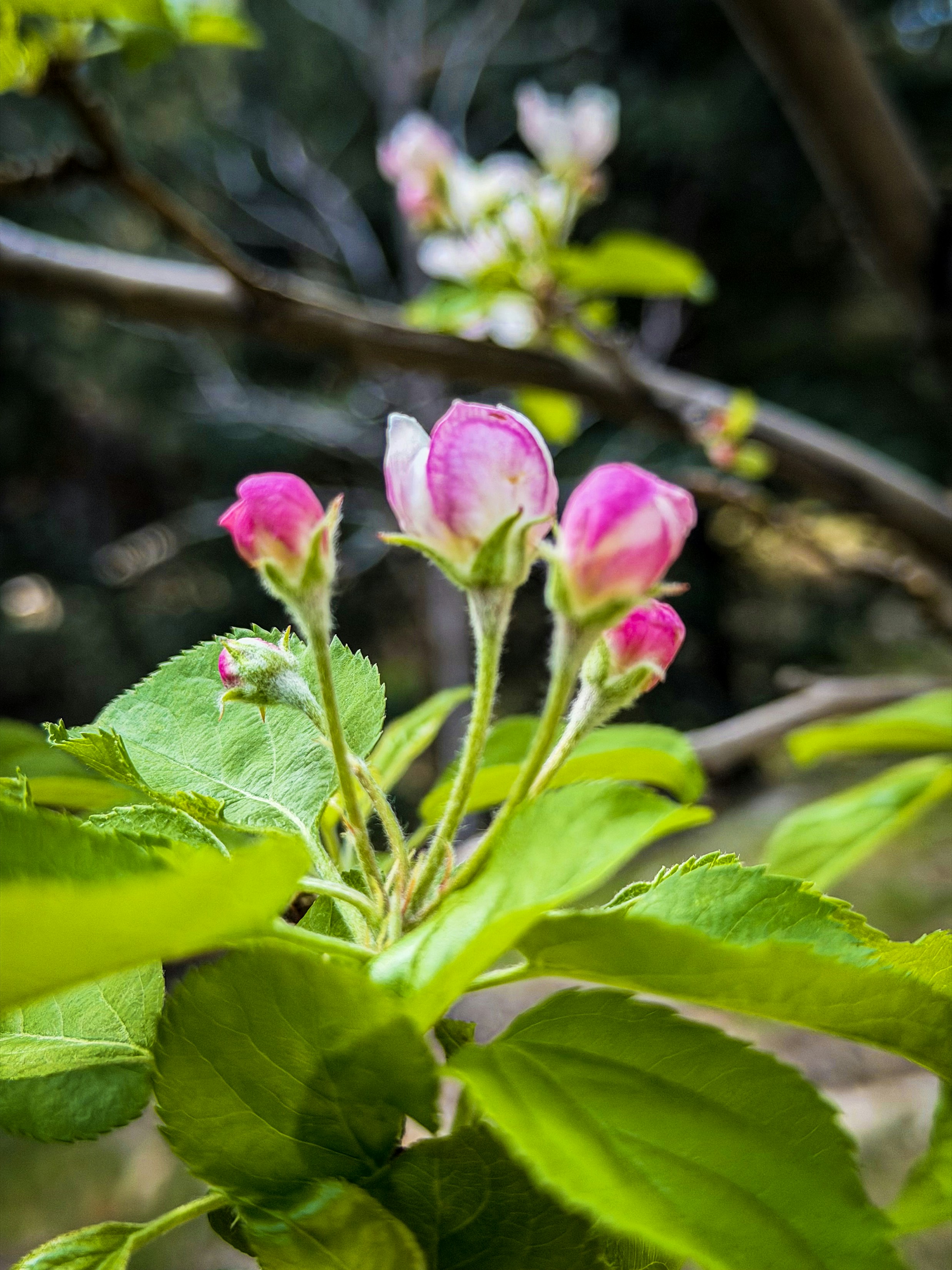 Petal Promise: Pink Buds Emerging Among Fresh Spring Leaves