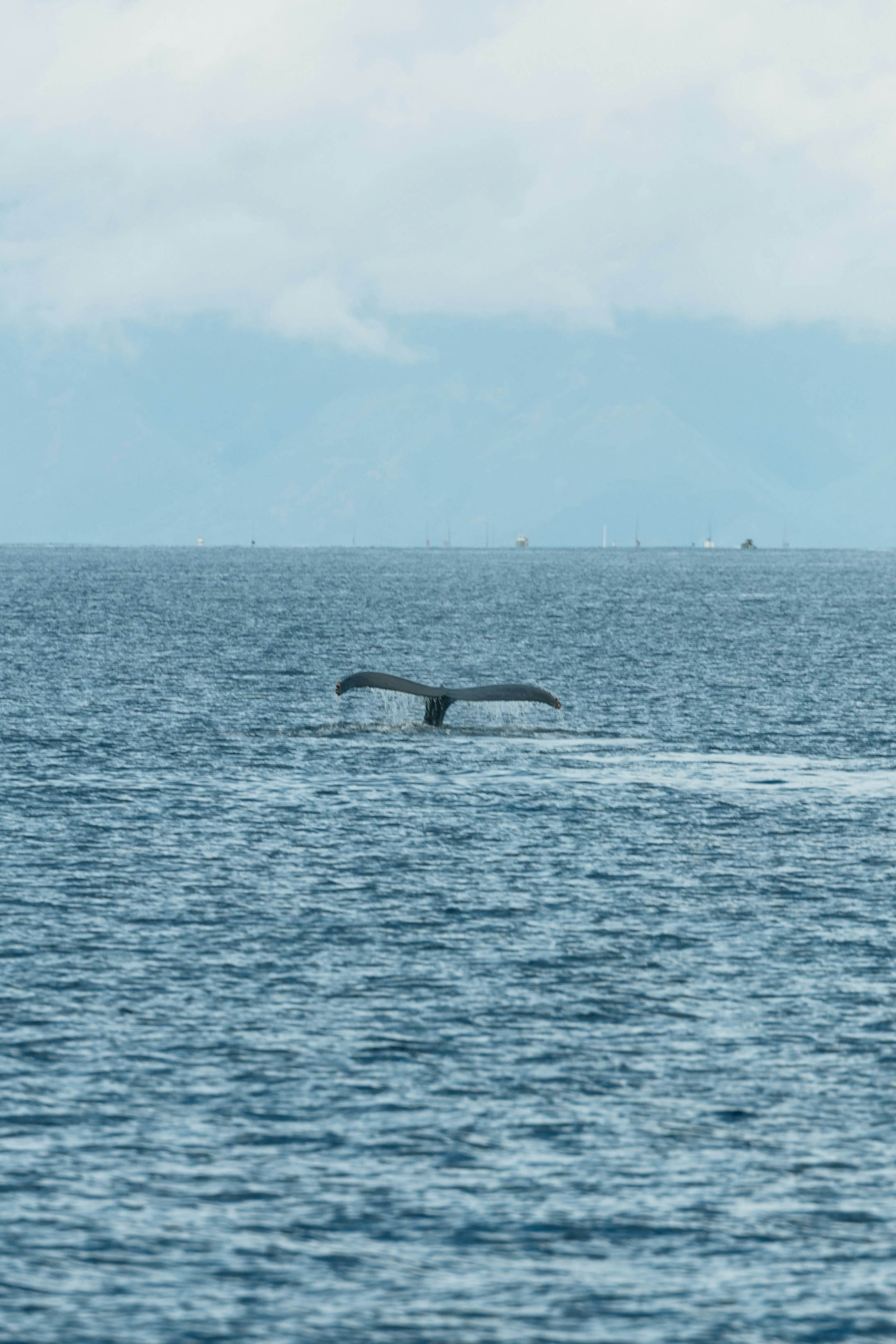 Soaring over a Quiet Blue Sea