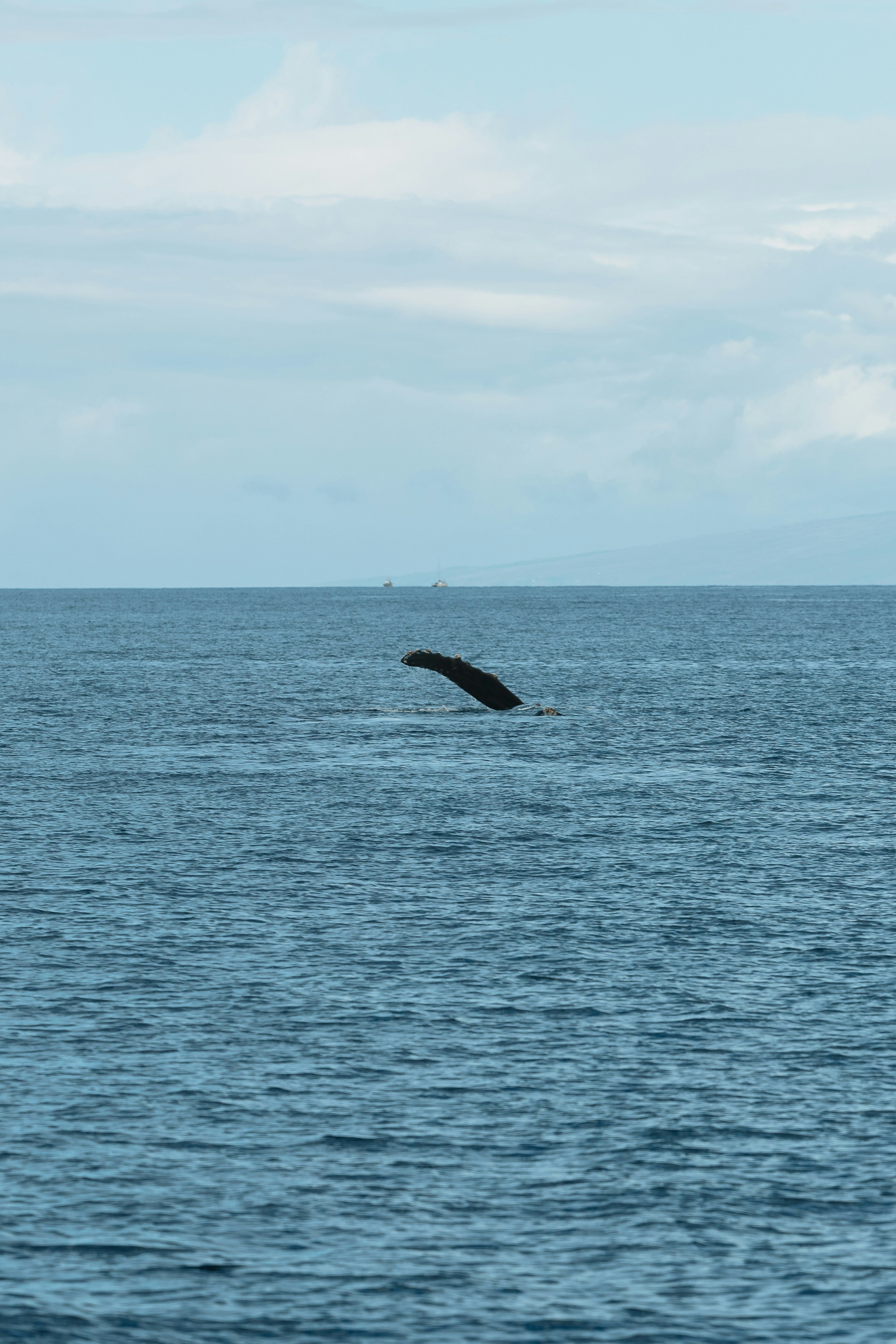 Mid-Sky Break: A Whale Tail Silhouette in Ocean Horizons