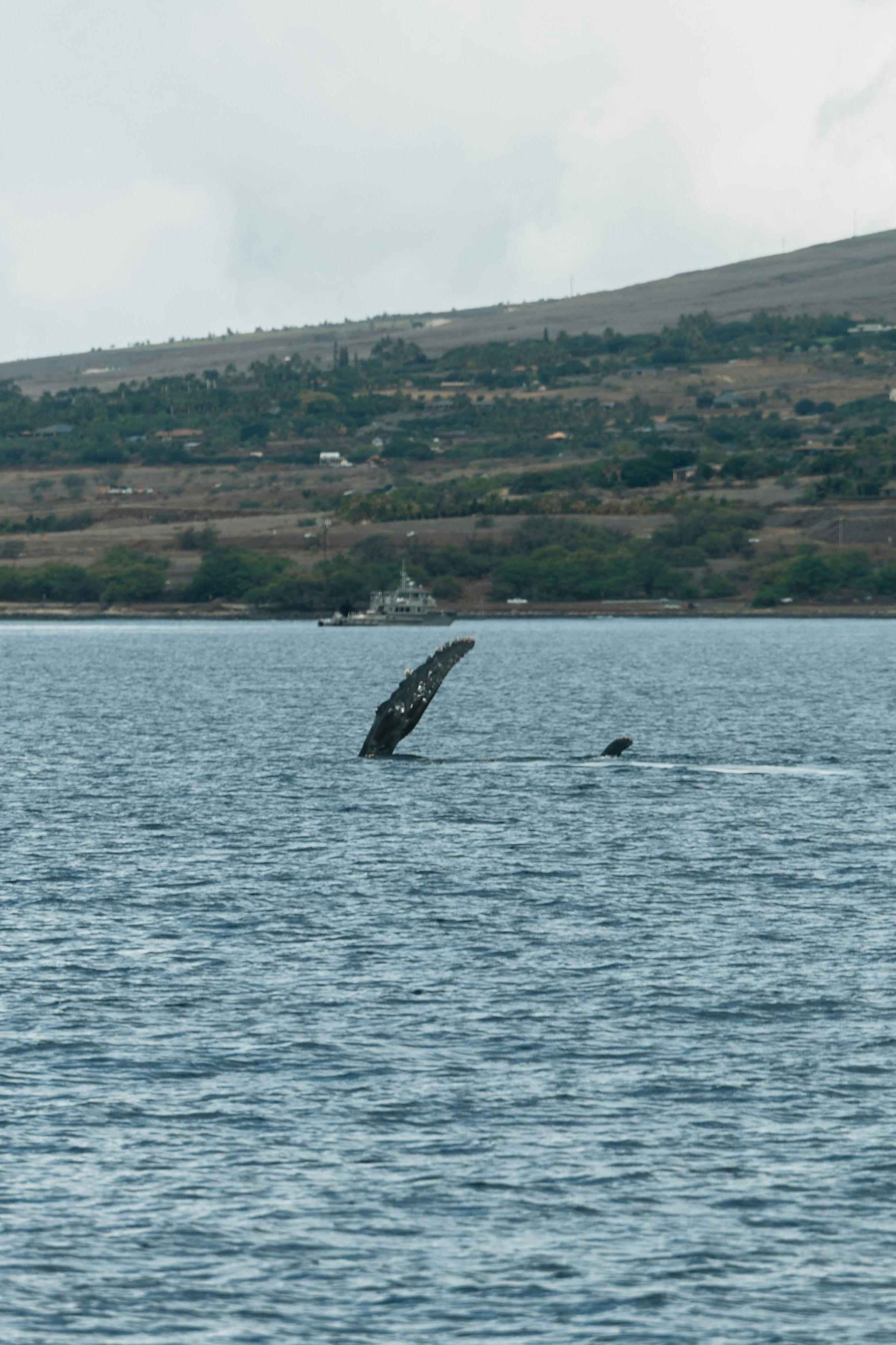 Whale Tail Fading into Sea: A Quiet Moment at Distant Shore