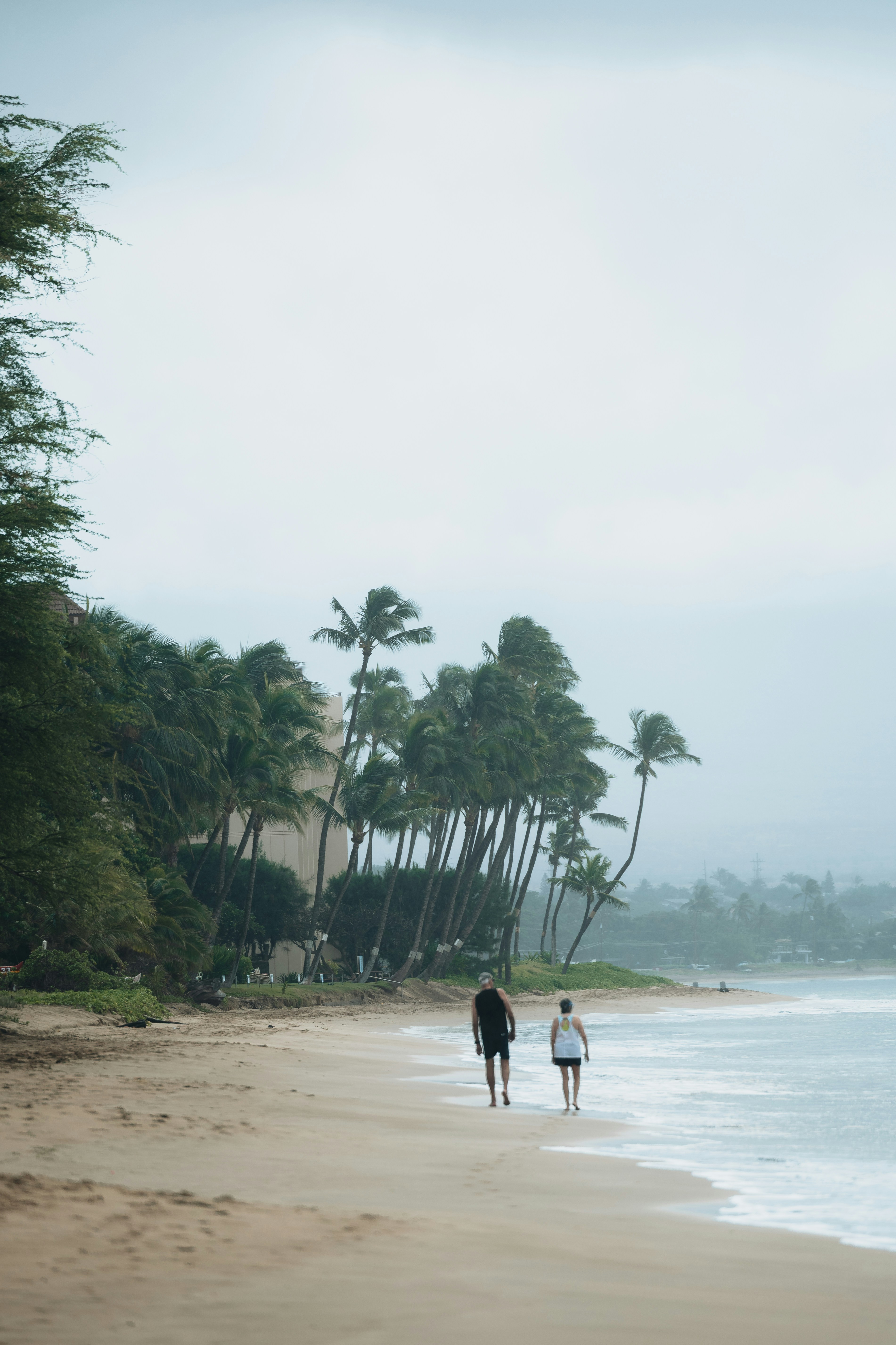 Beach Stroll Under Windy Palms