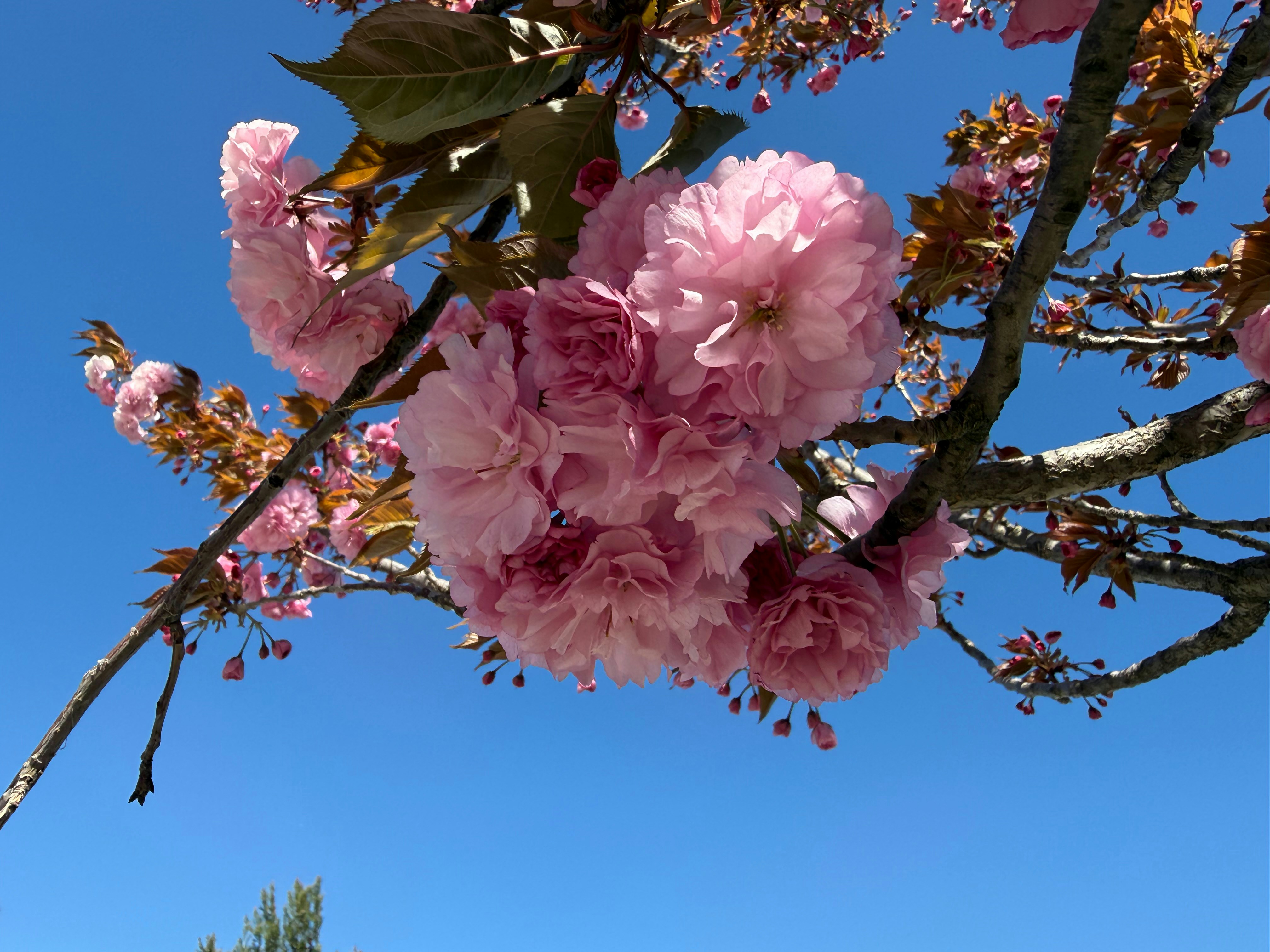 Blossoms in a Bright Slice of Sky