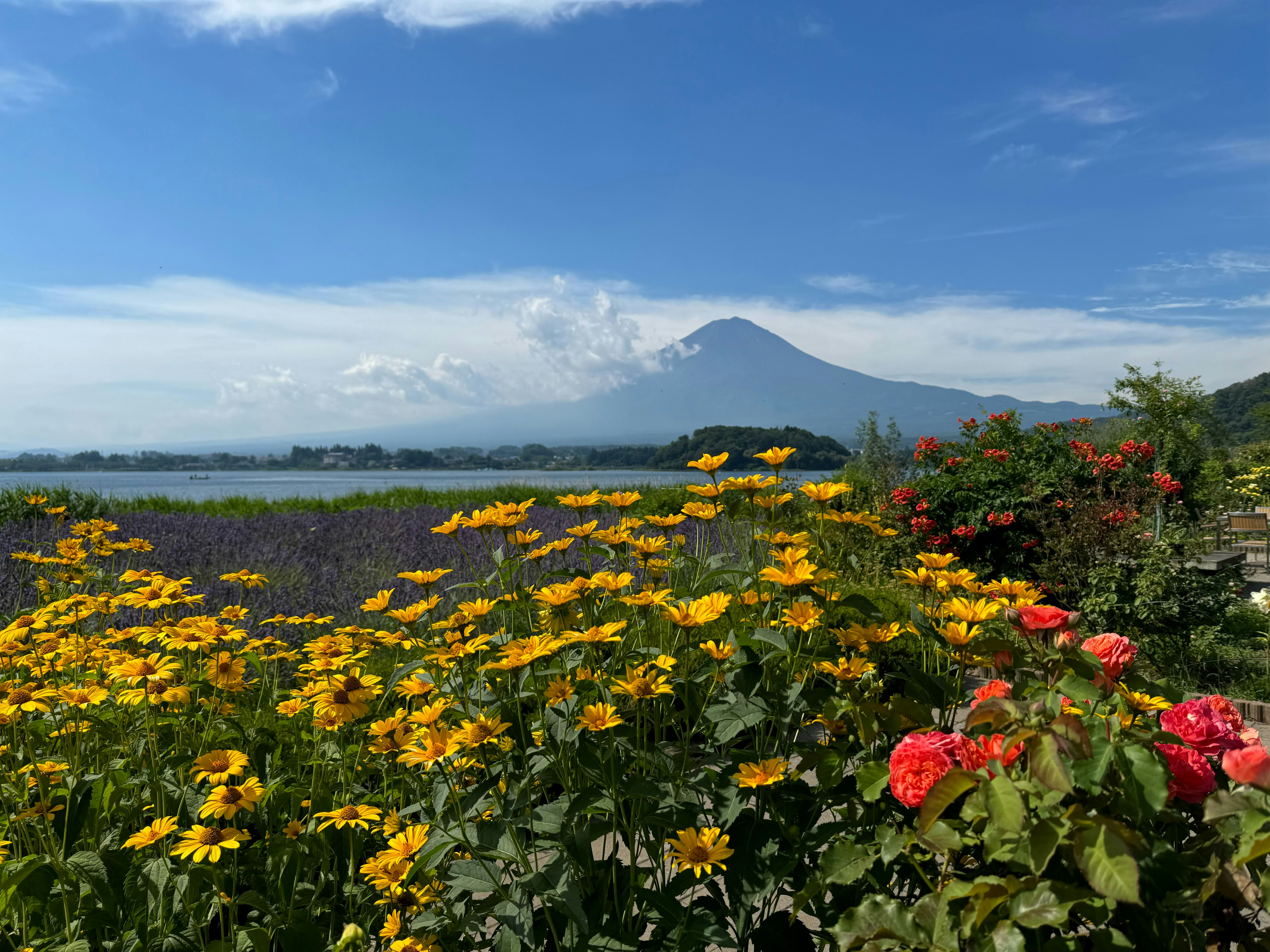 Sunlit Meadowfront with Volcano Silhouette