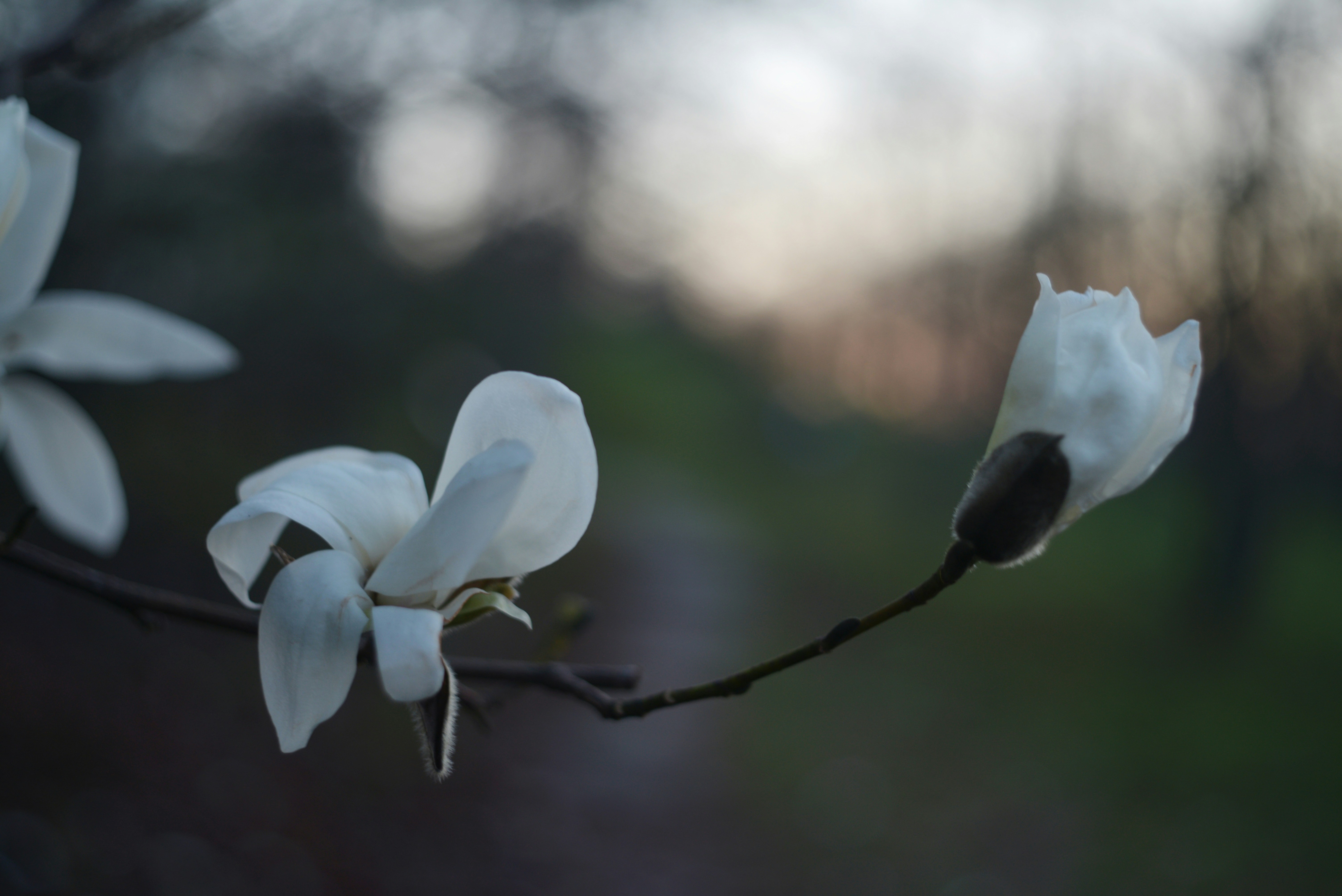 Spring Bloom: White Magnolia on a Quiet Branch
