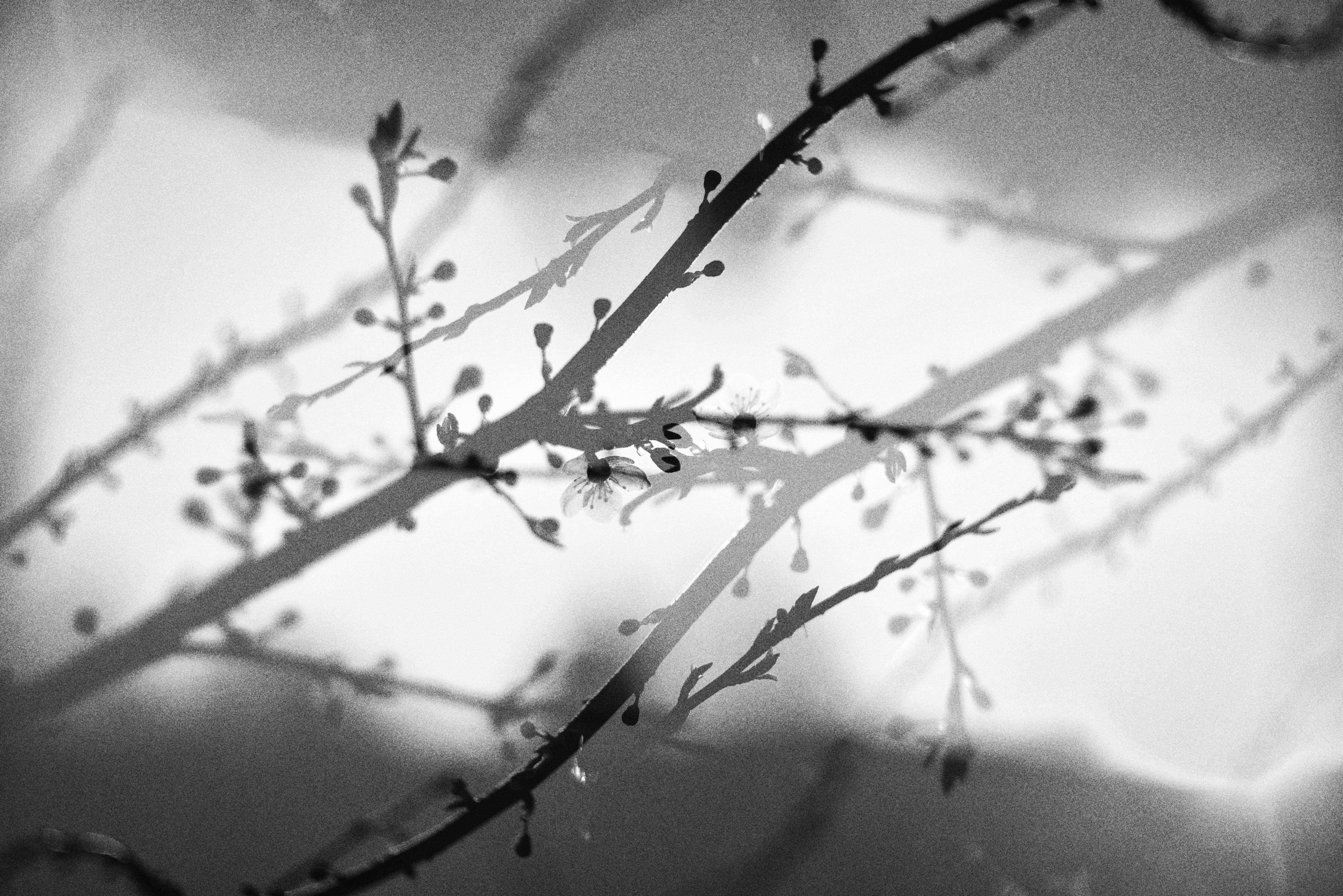 Bare Branches in Soft Focus: A Quiet Monochrome Moment