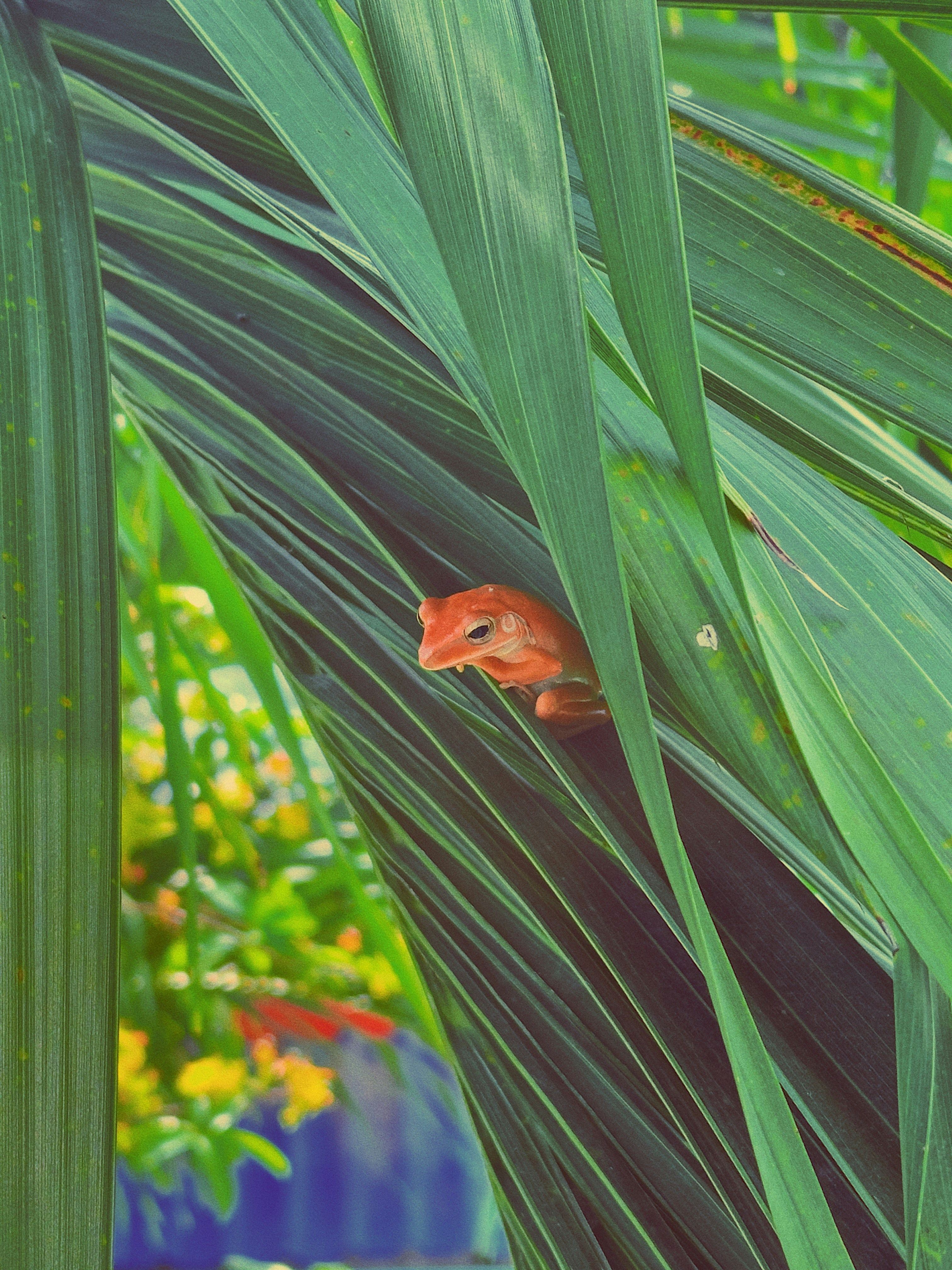 Hidden Ember: A Tiny Gecko Peers from the Palm