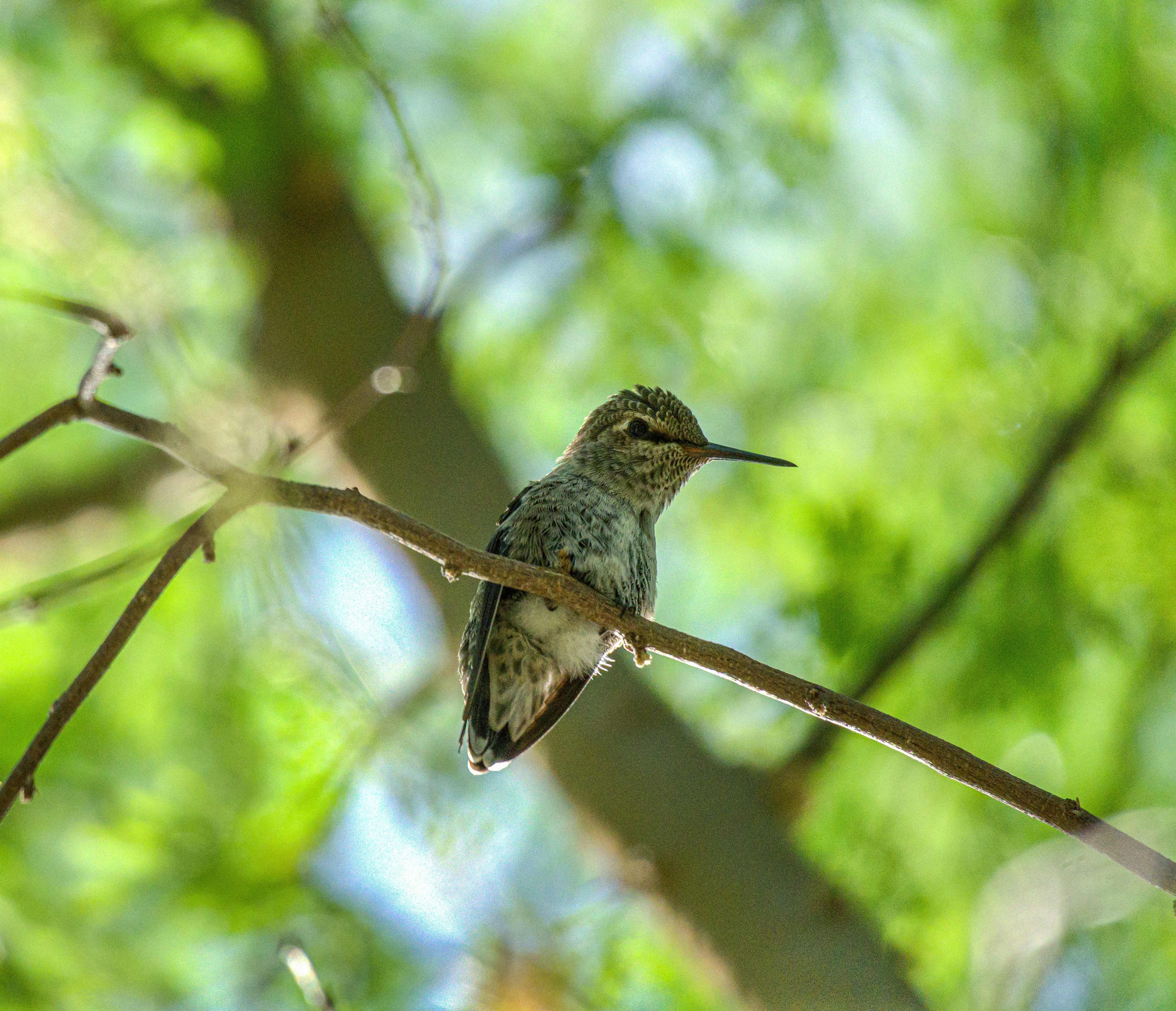 Hummingbird on a Sunlit Branch: Quiet Vigil in Green Canopy