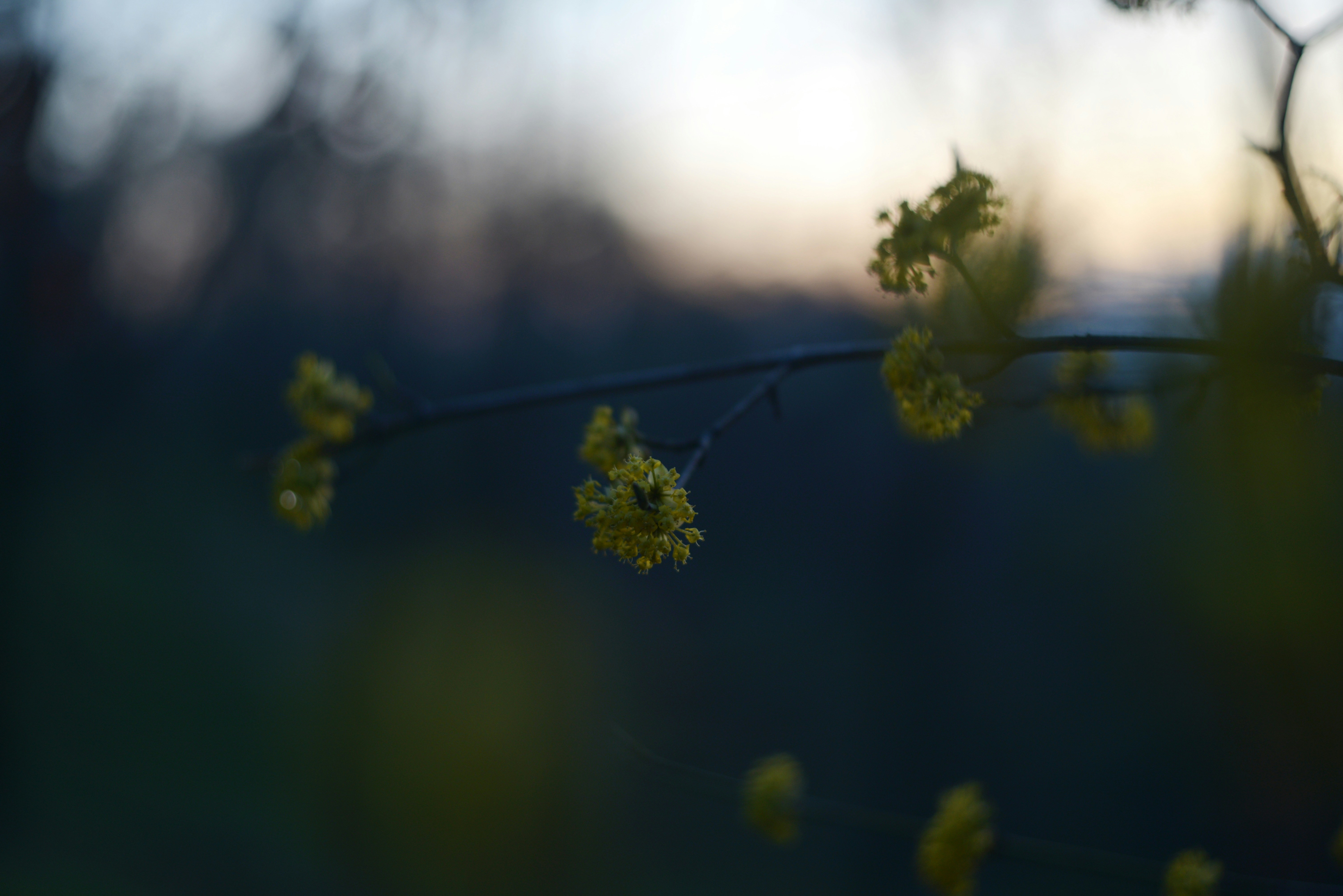 Muted Spring Blossom on the Quiet Horizon