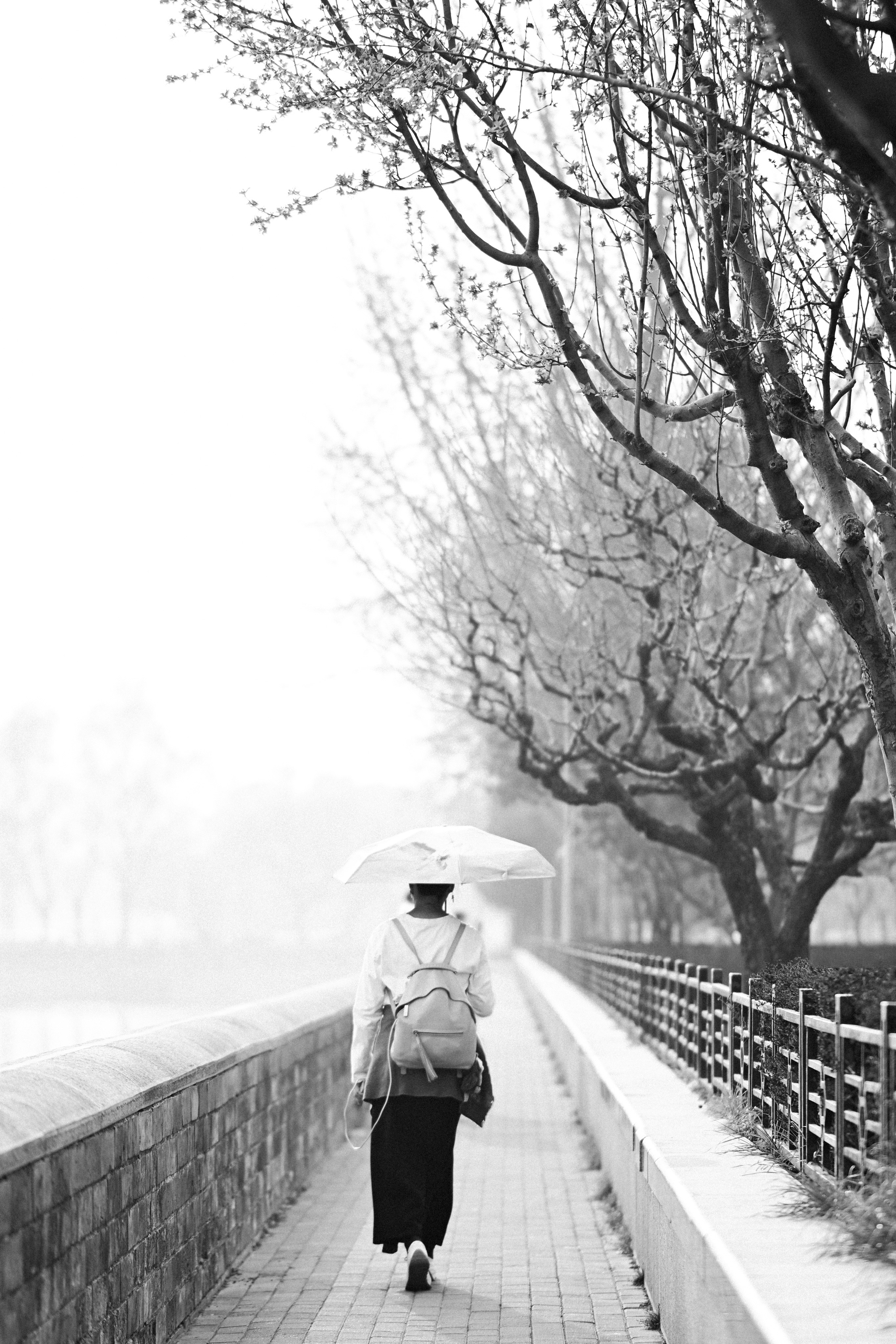Solitary Walk Beneath Winter Branches