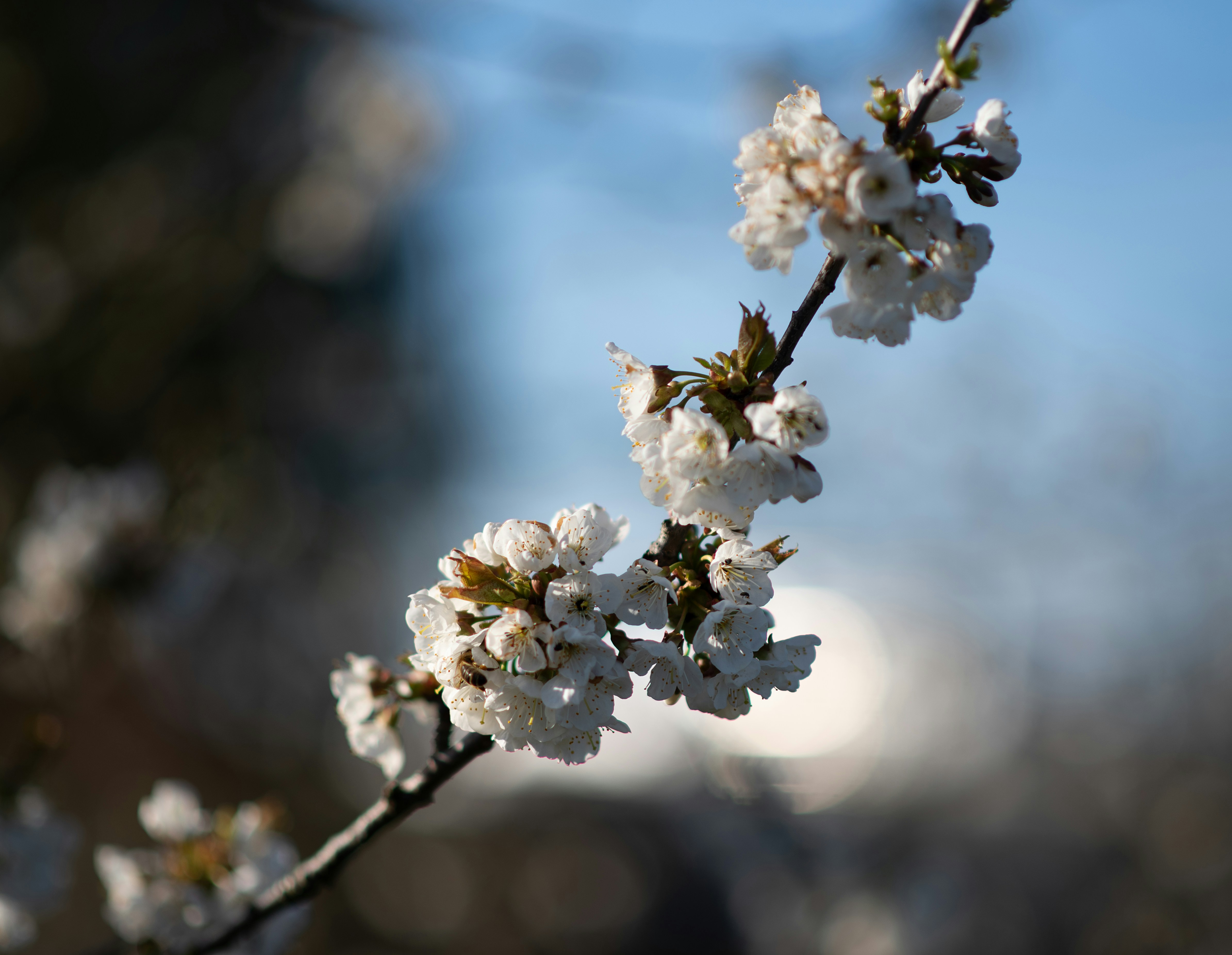 Blooming on the Branch: Delicate White Blossoms in Soft Backlight