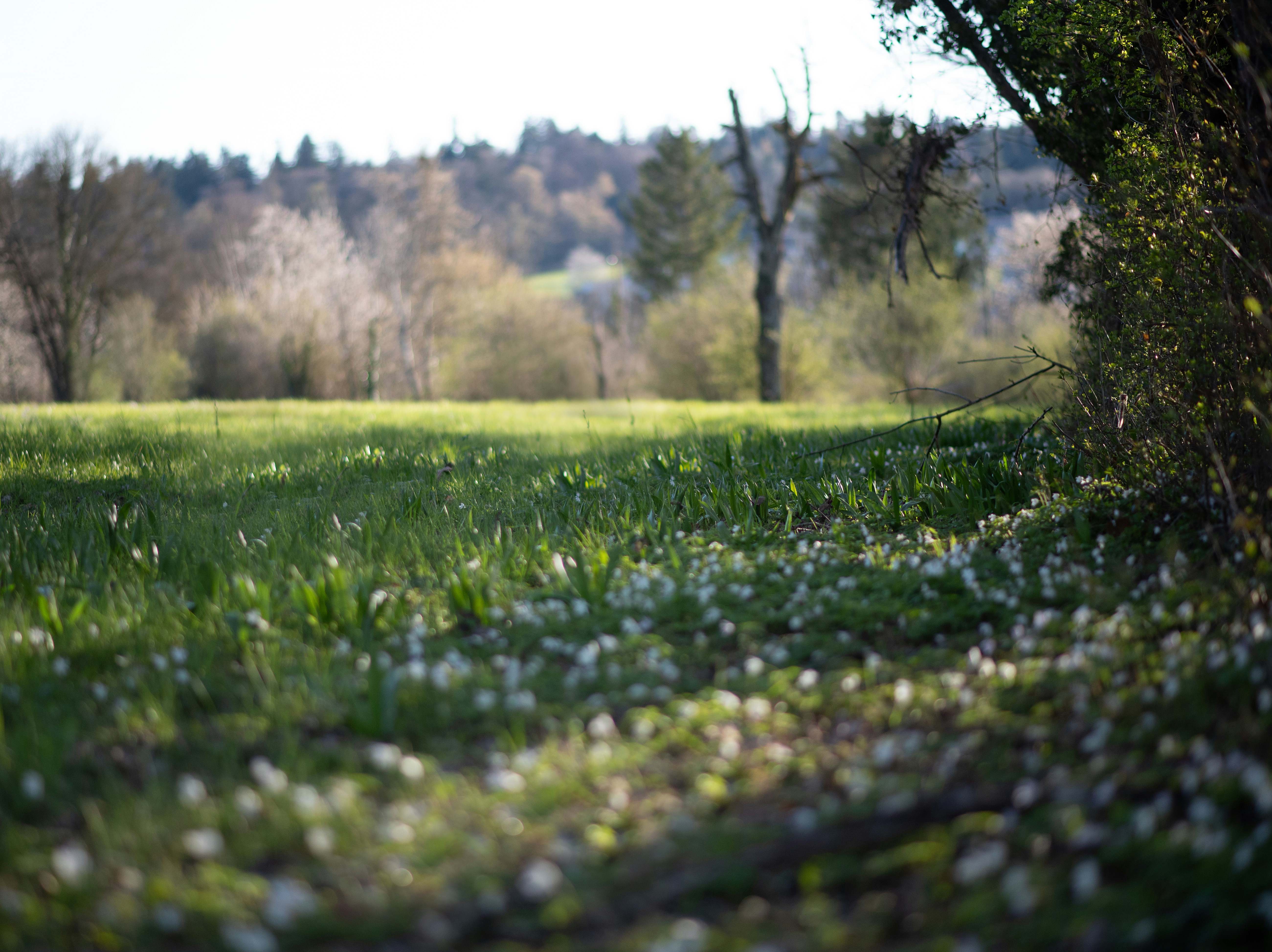 Sunlit Meadow Edge: Dappled Light and Gentle Slopes