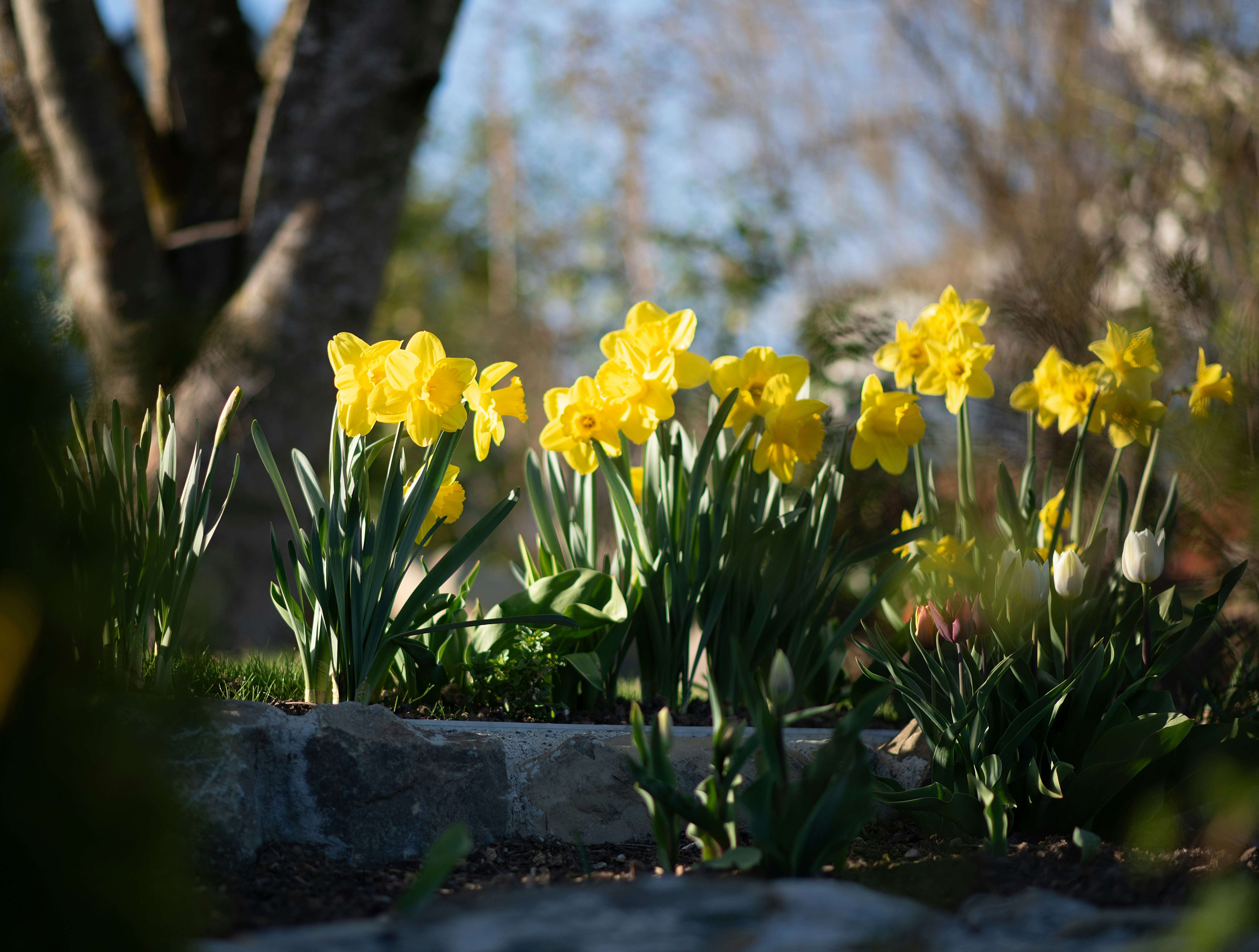 Solar Spotlight: Yellow Daffodils Arching Above Stone Edges in Spring Light