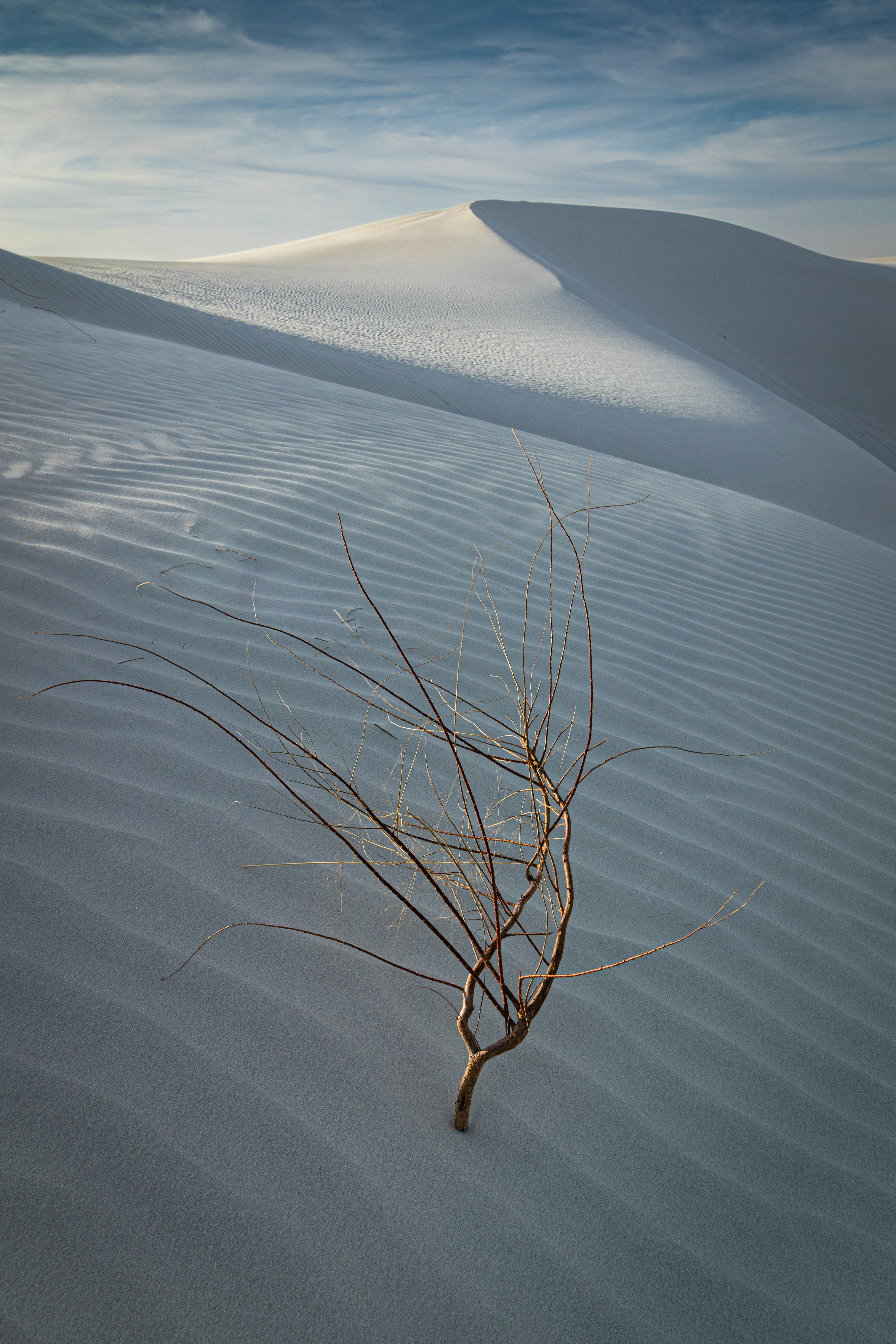 Lonely Branch on a Wind-Worn Dune