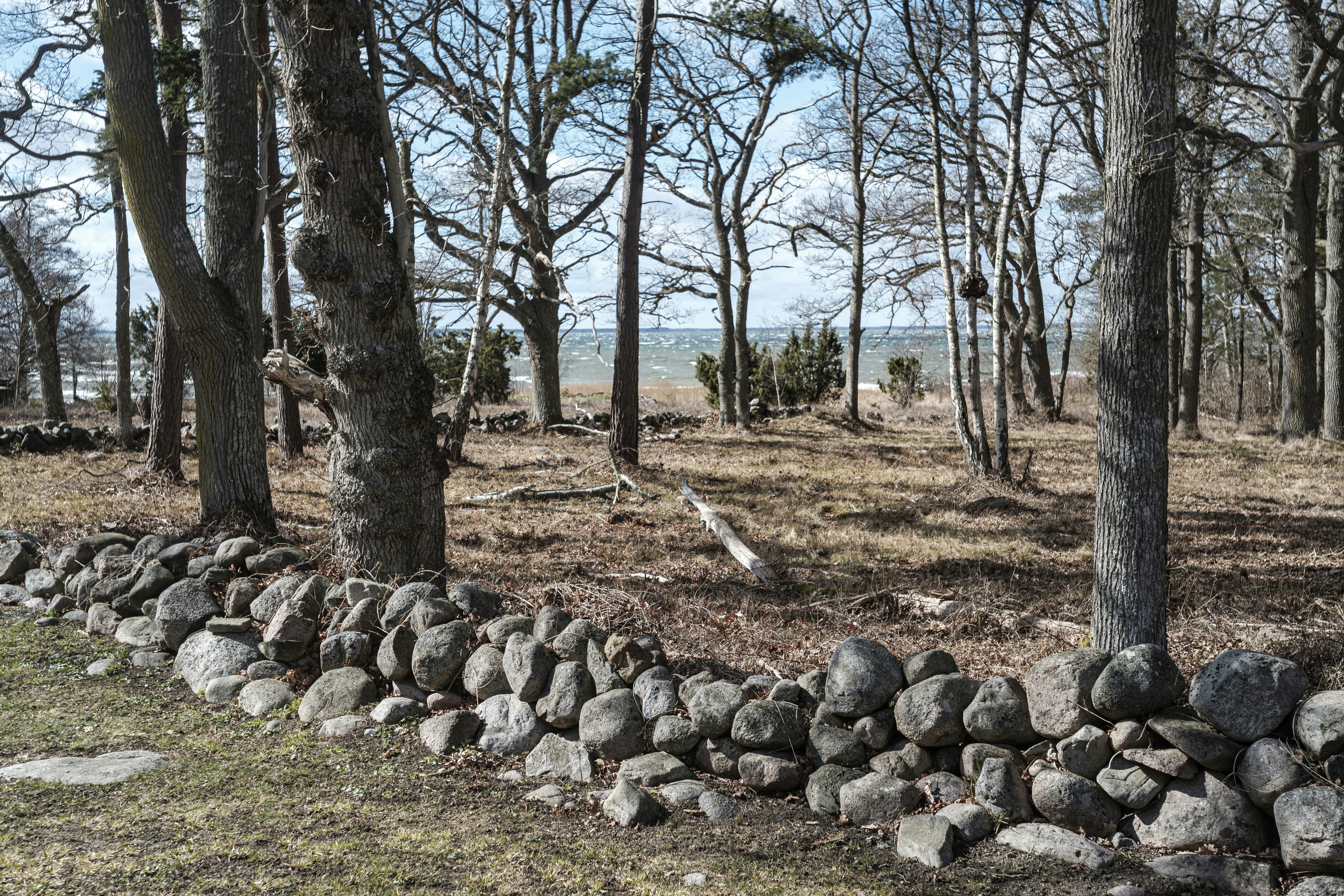 Stone-swept shoreline grove under a crisp blue sky