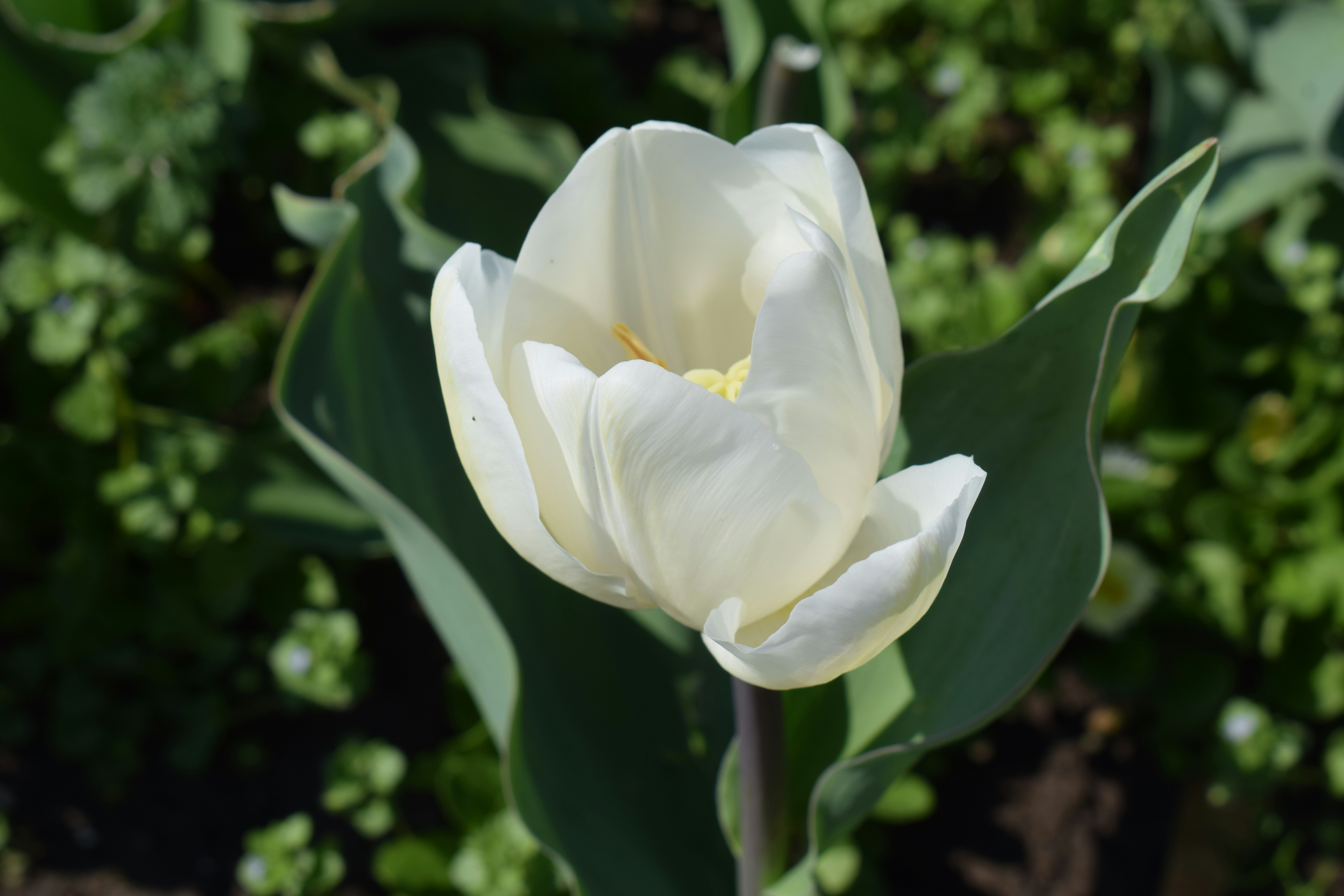 White Tulip in Soft Morning Light