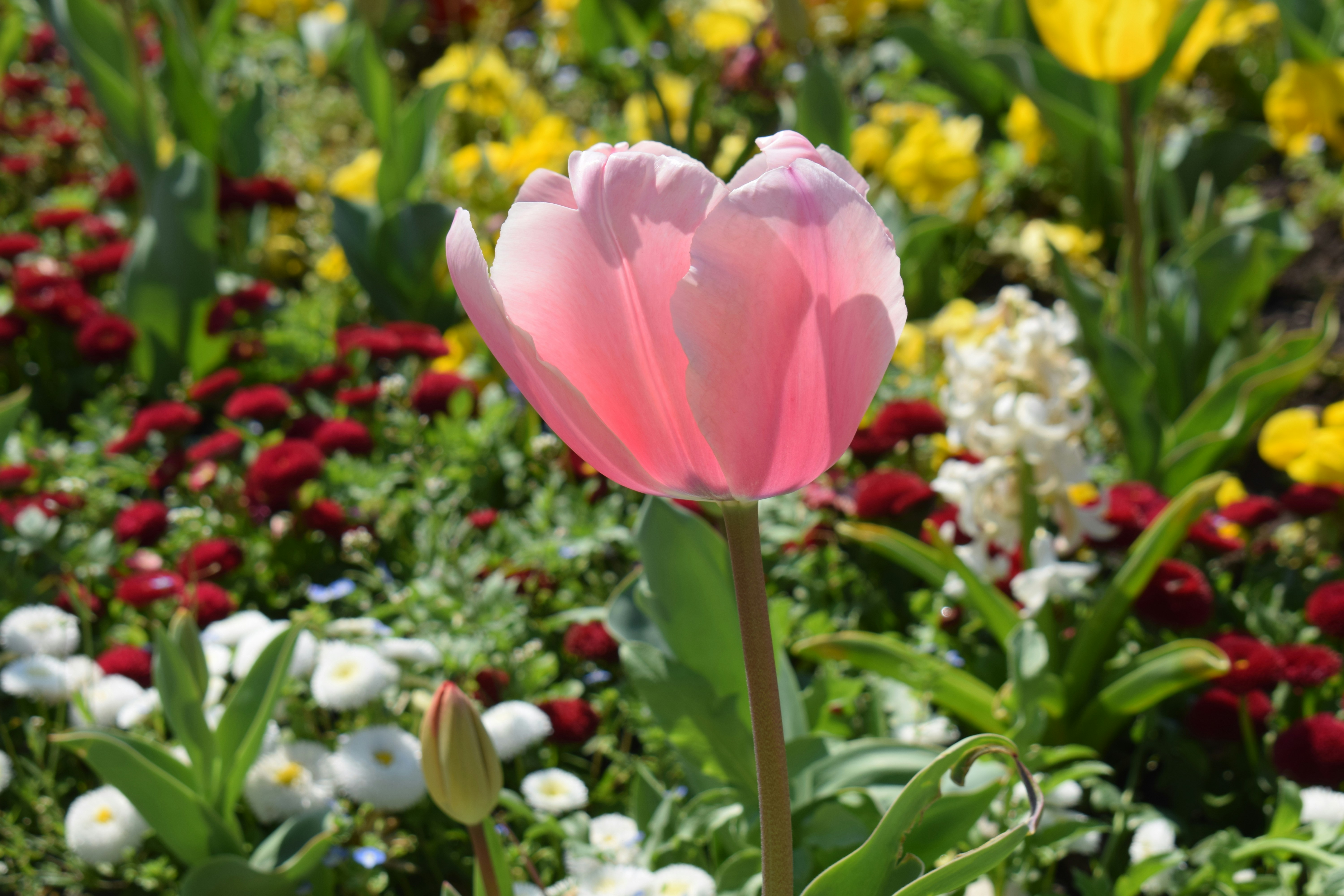 Blush Tulip Rising Above a Carpet of Color