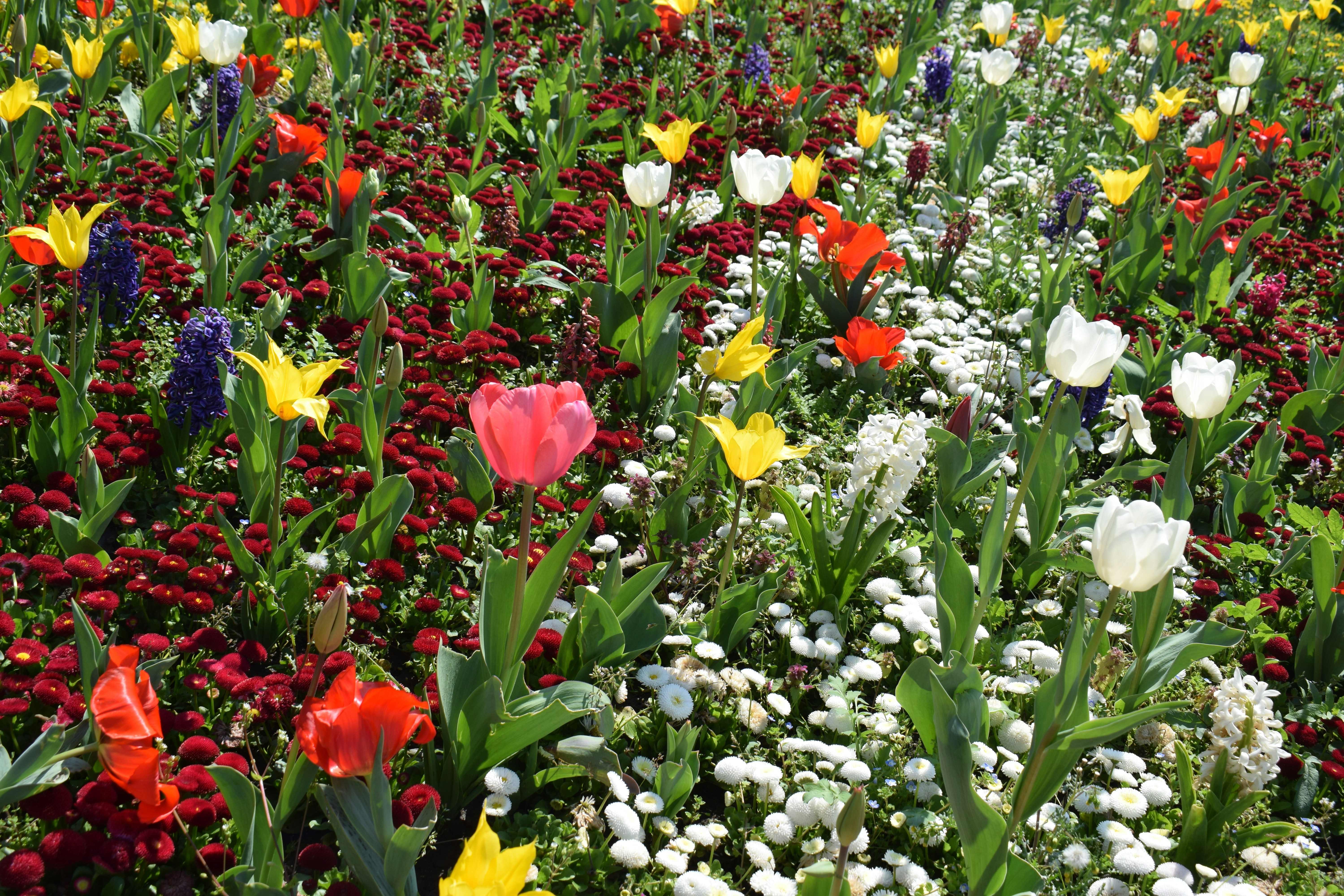 A Mosaic of Spring Tulips: Red, Yellow, and White in Bloom