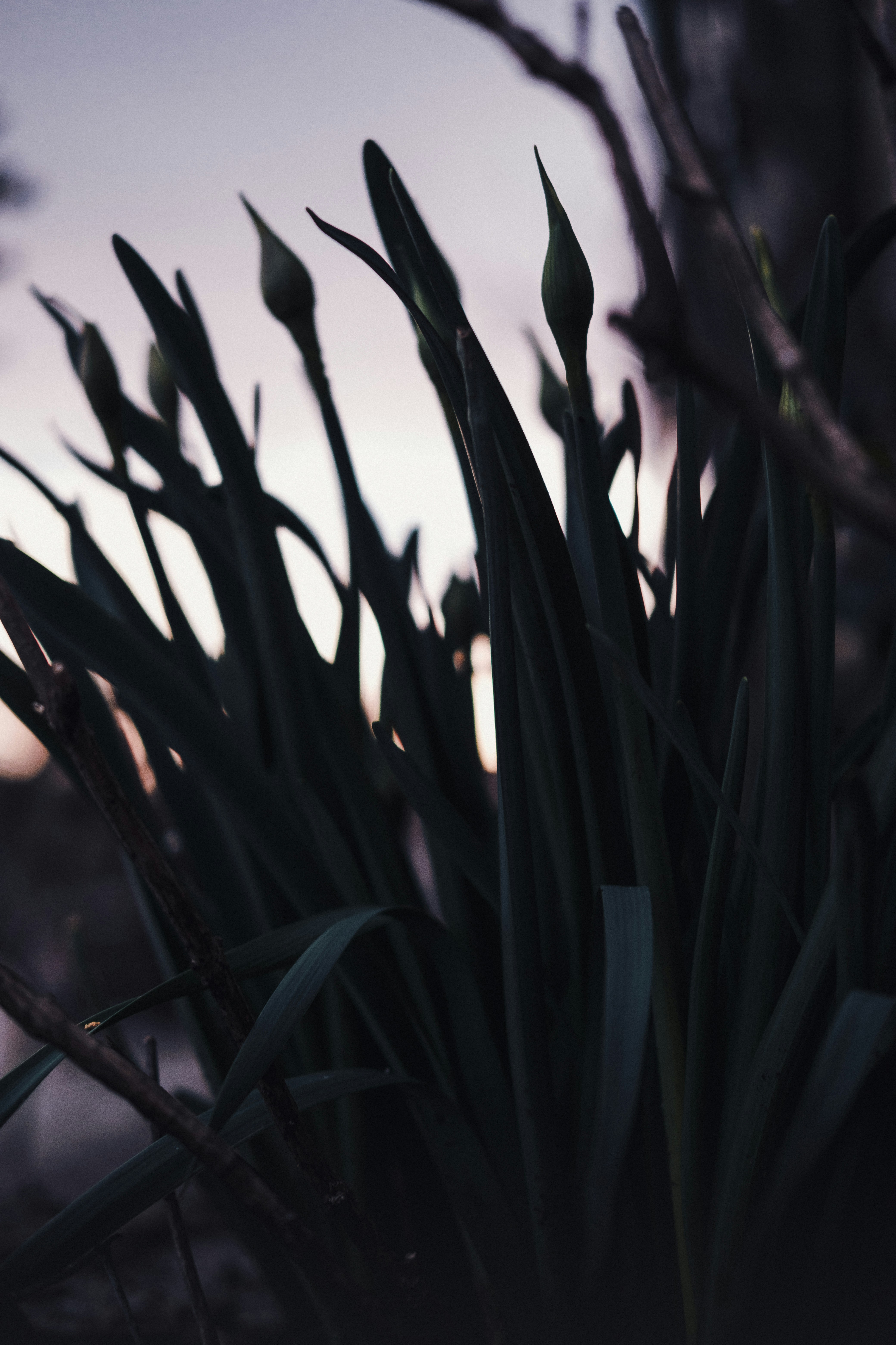 Silhouetted Blades at Dusk: A Quiet Garden Frame