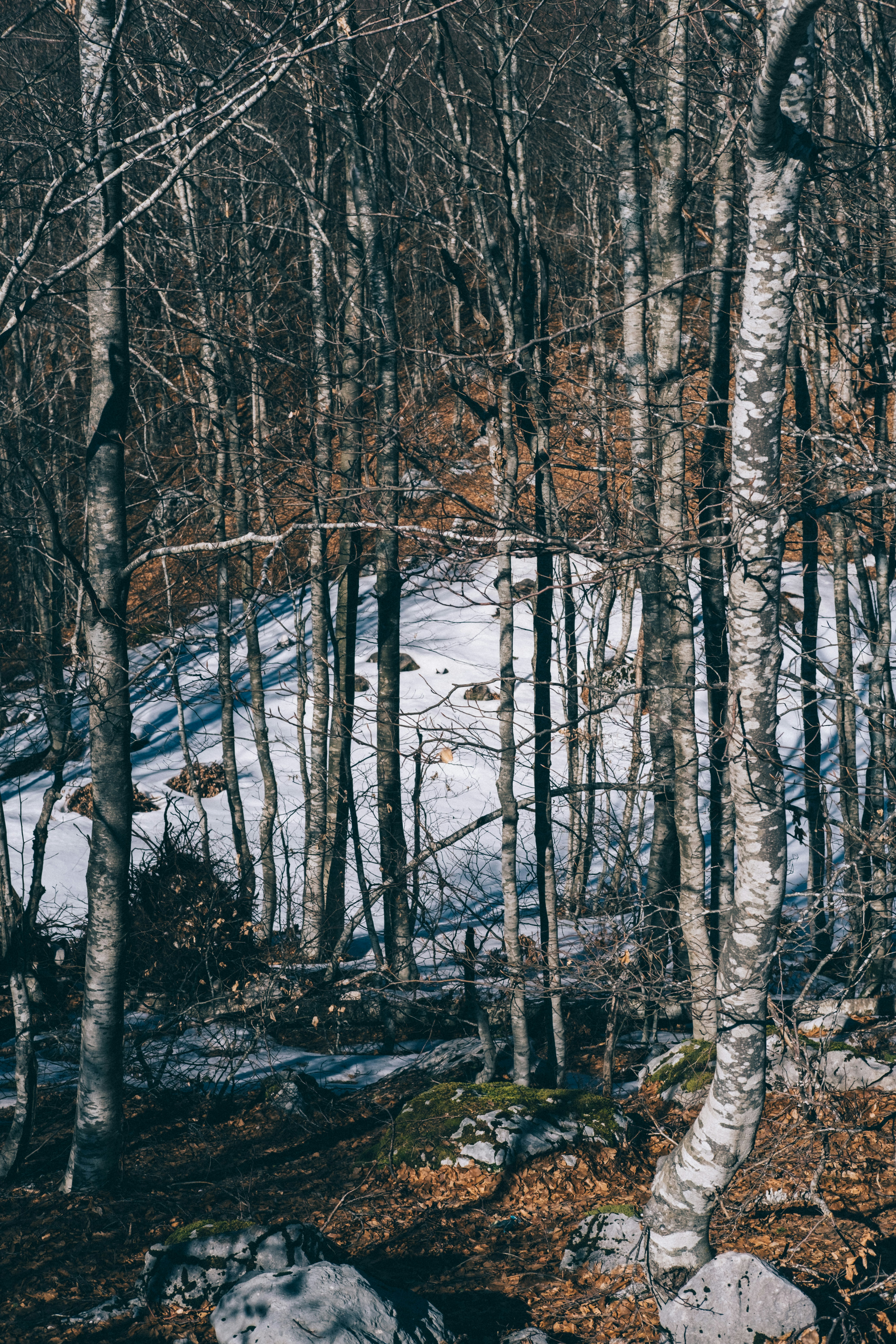 Snow-veiled Sentinel: Birches and Blue Shadows in Winter Light