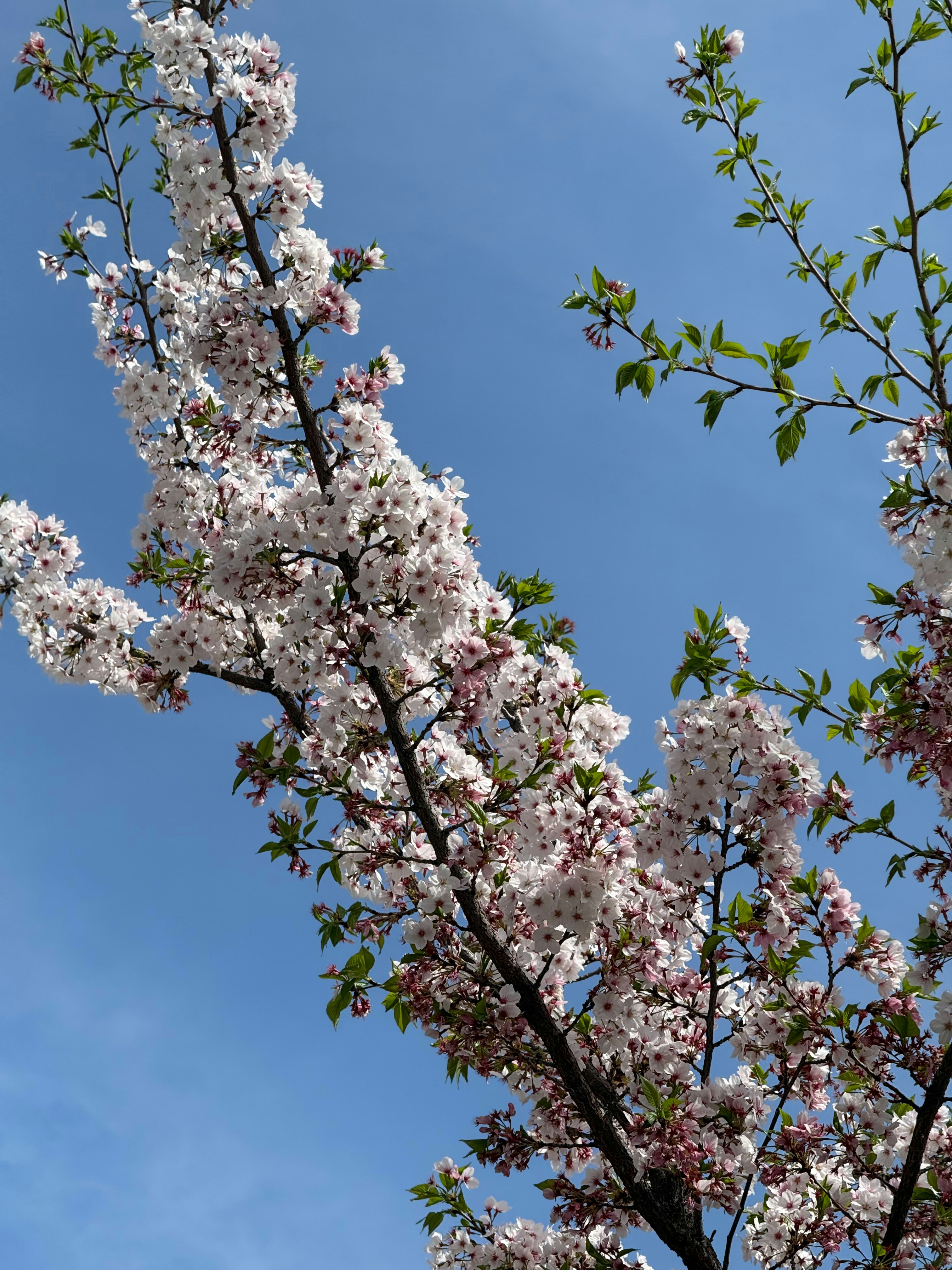 Blossoms Against a Cerulean Sky