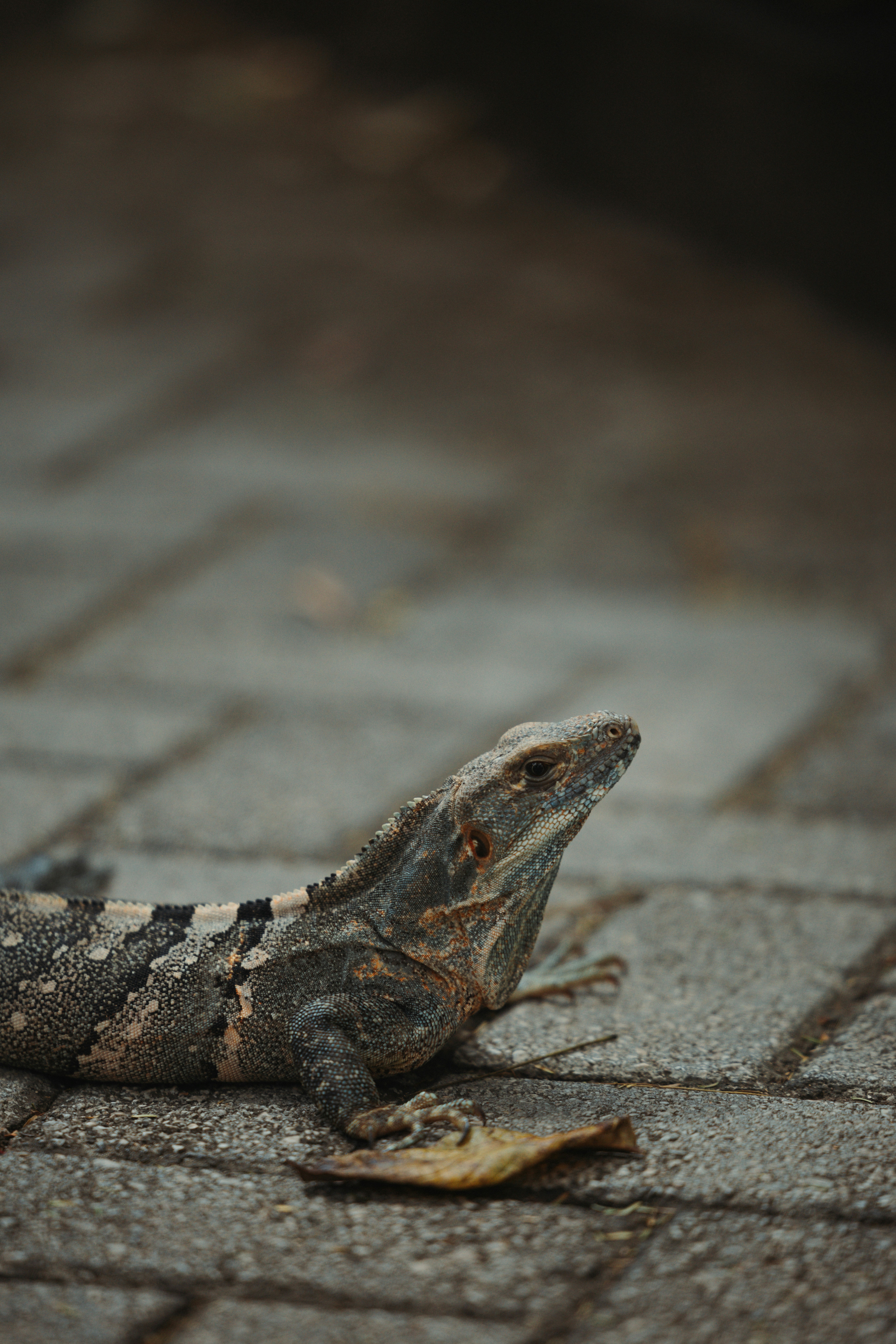 Grounded in Focus: A Dragon Lizard on Patched Stone