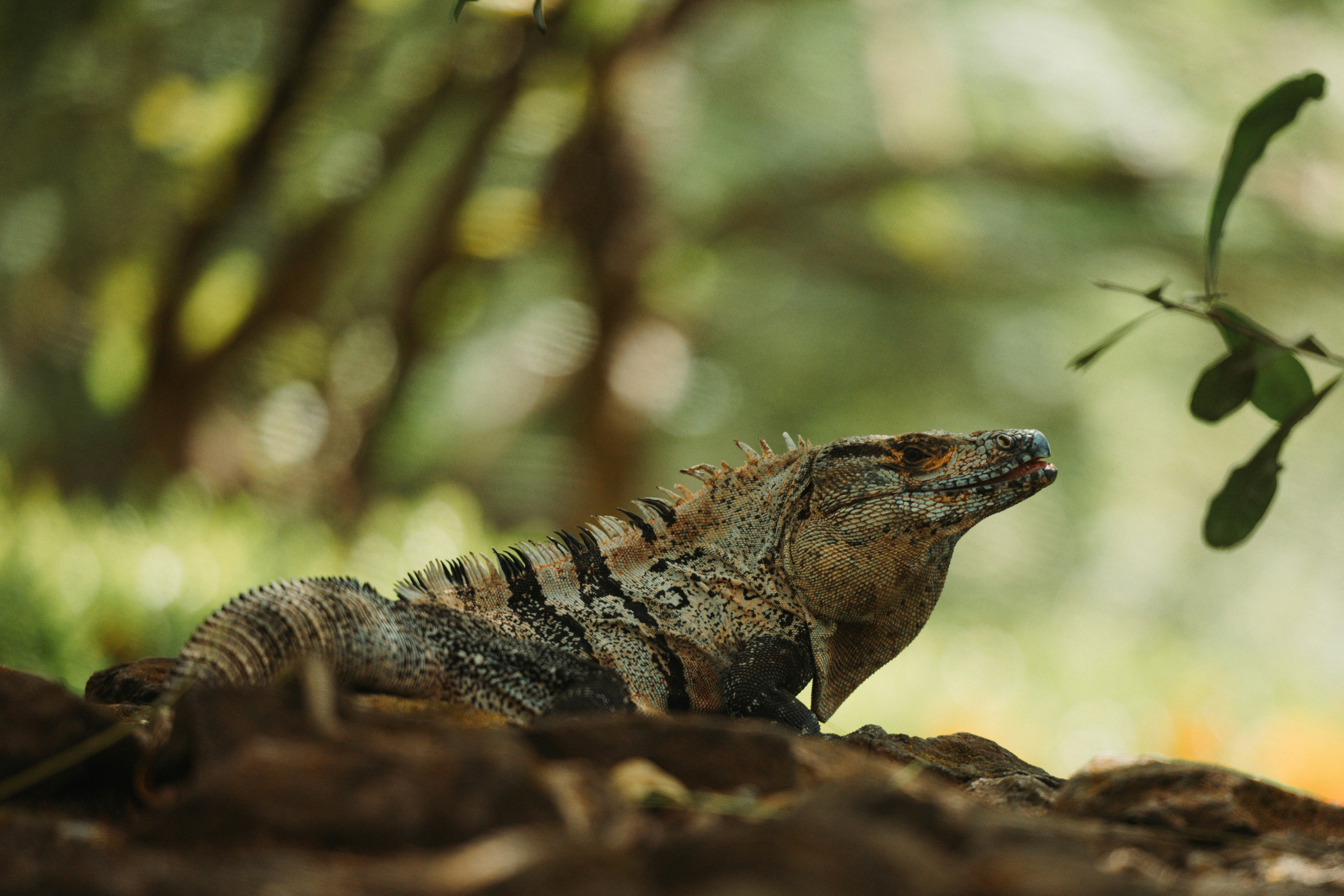 Stony Sentinel: A Komodo-Deer-like Lizard in Sunlit Underbrush